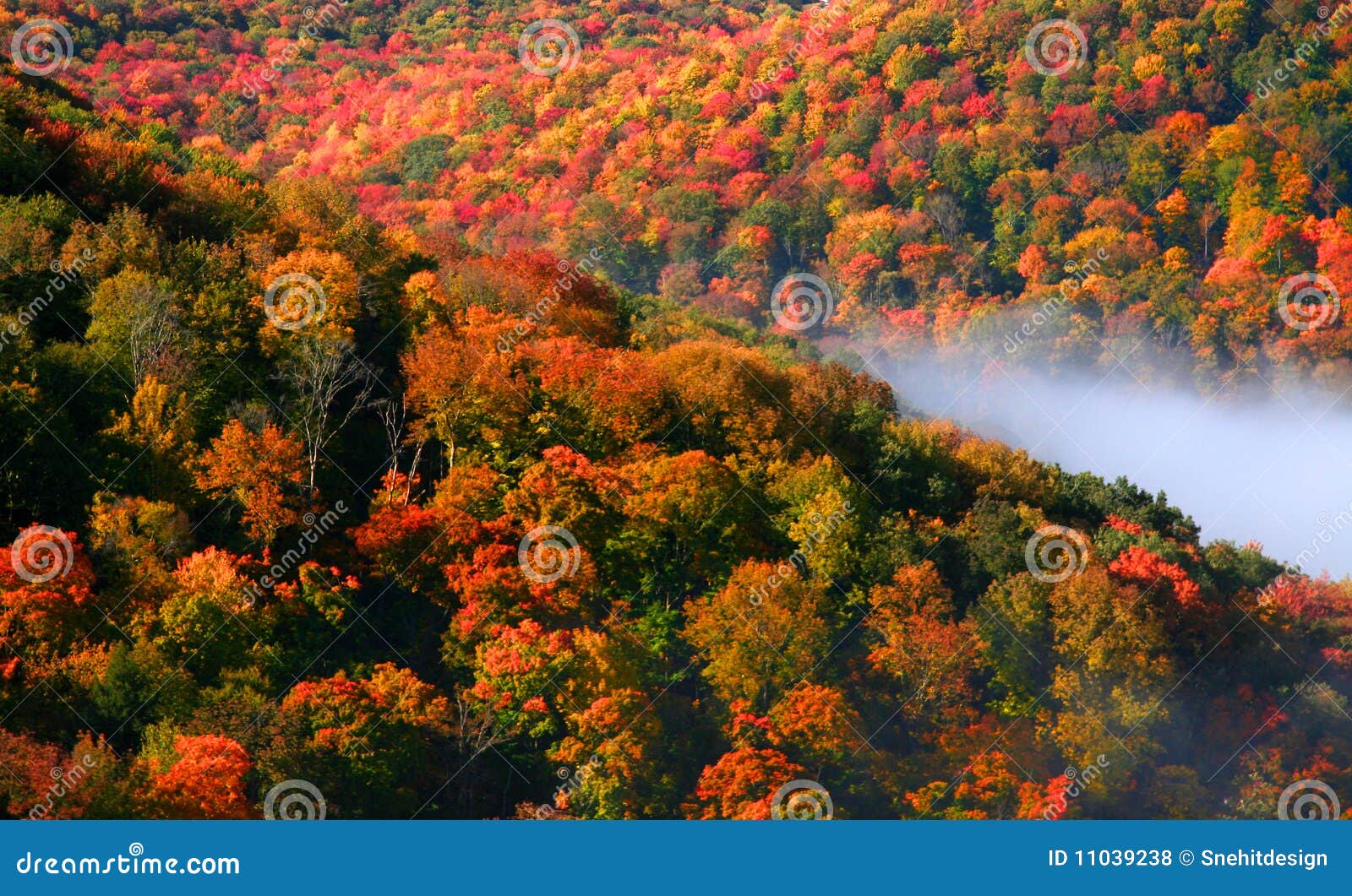 Allegheny forest stock photo. Image of landscape, water - 11039238