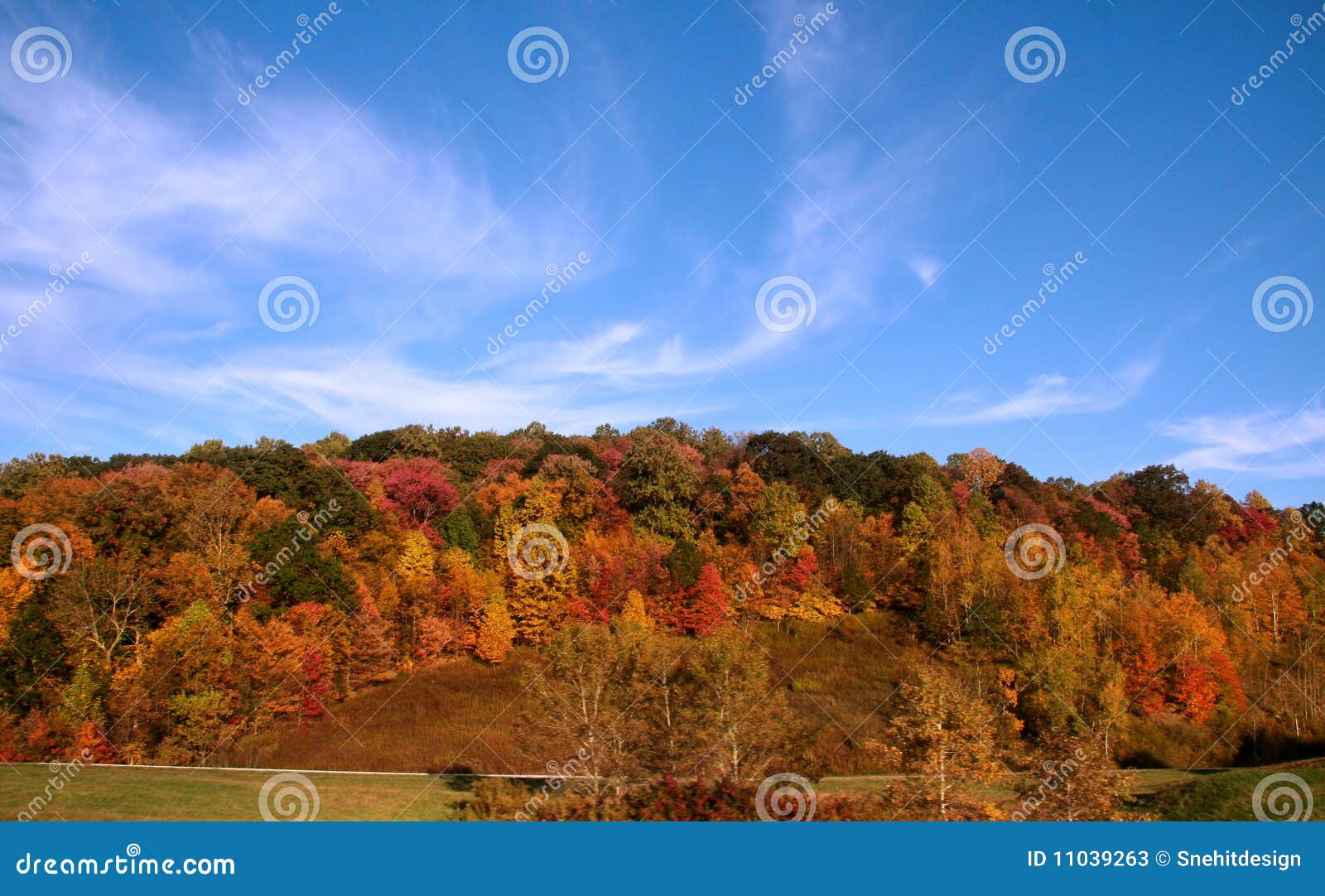 Allegheny forest stock image. Image of allegheny, autumn - 11039263