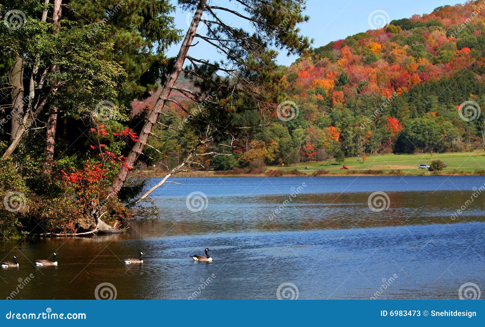 Allegheny Forest stock image. Image of river, forest, pond - 6983473