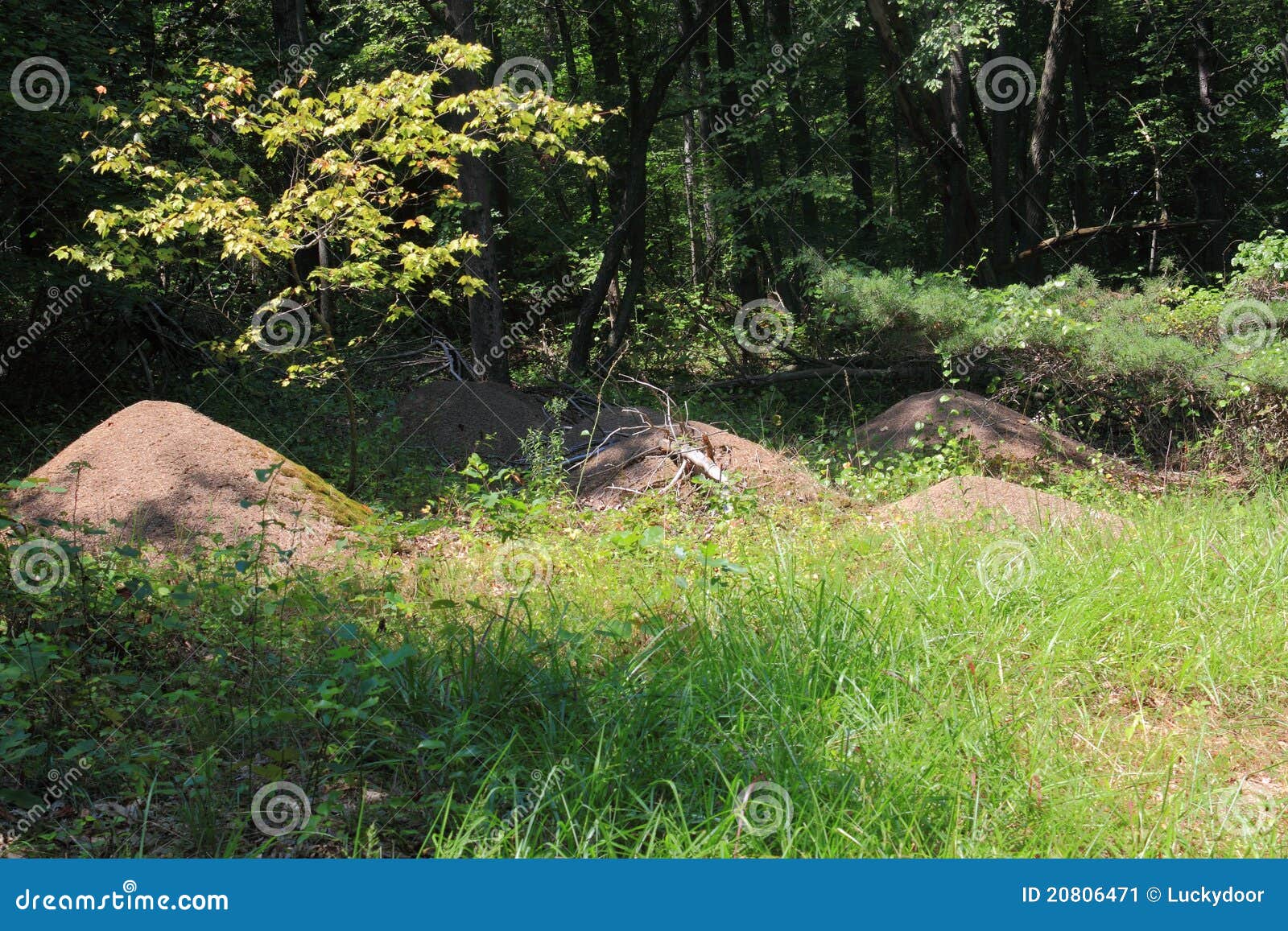 Allegheny Mount Builder Ant Nests Stock Image - Image of system, plants ...