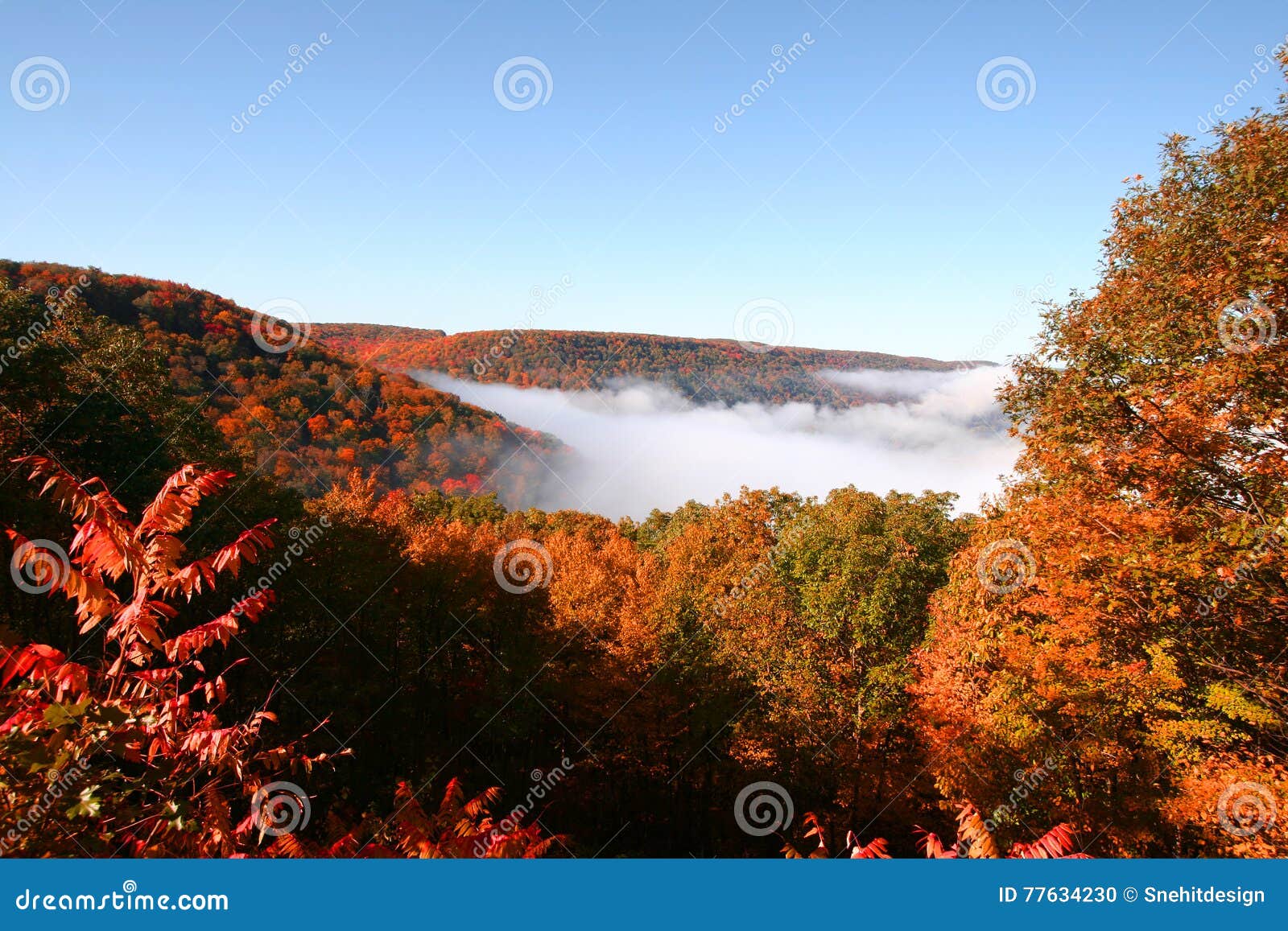 Allegheny national forest stock photo. Image of united - 77634230