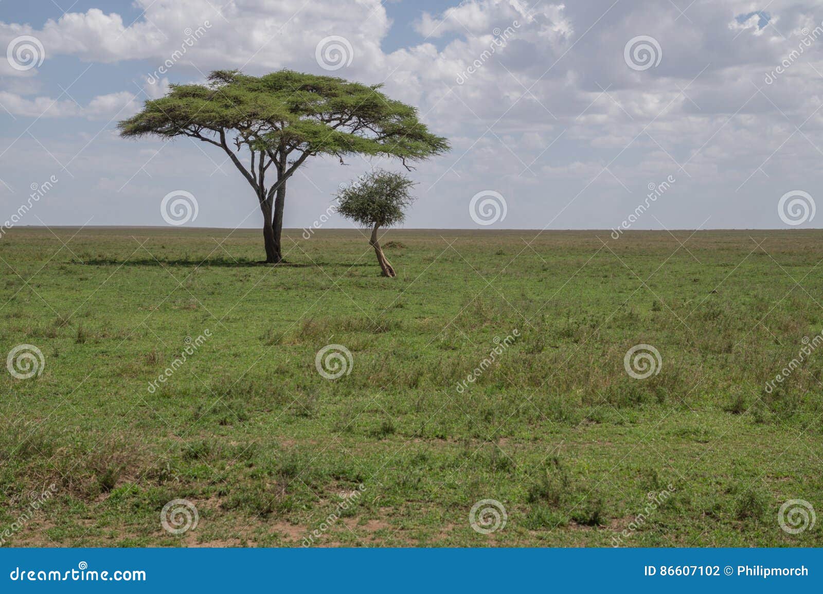 Alleiner Akazienbaum stockfoto. Bild von nave, serengeti - 86607102