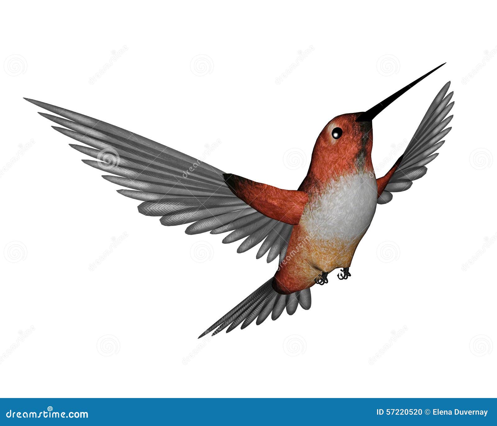 Allen`s Hummingbird Male Feeding On Nectar Illustration | CartoonDealer ...