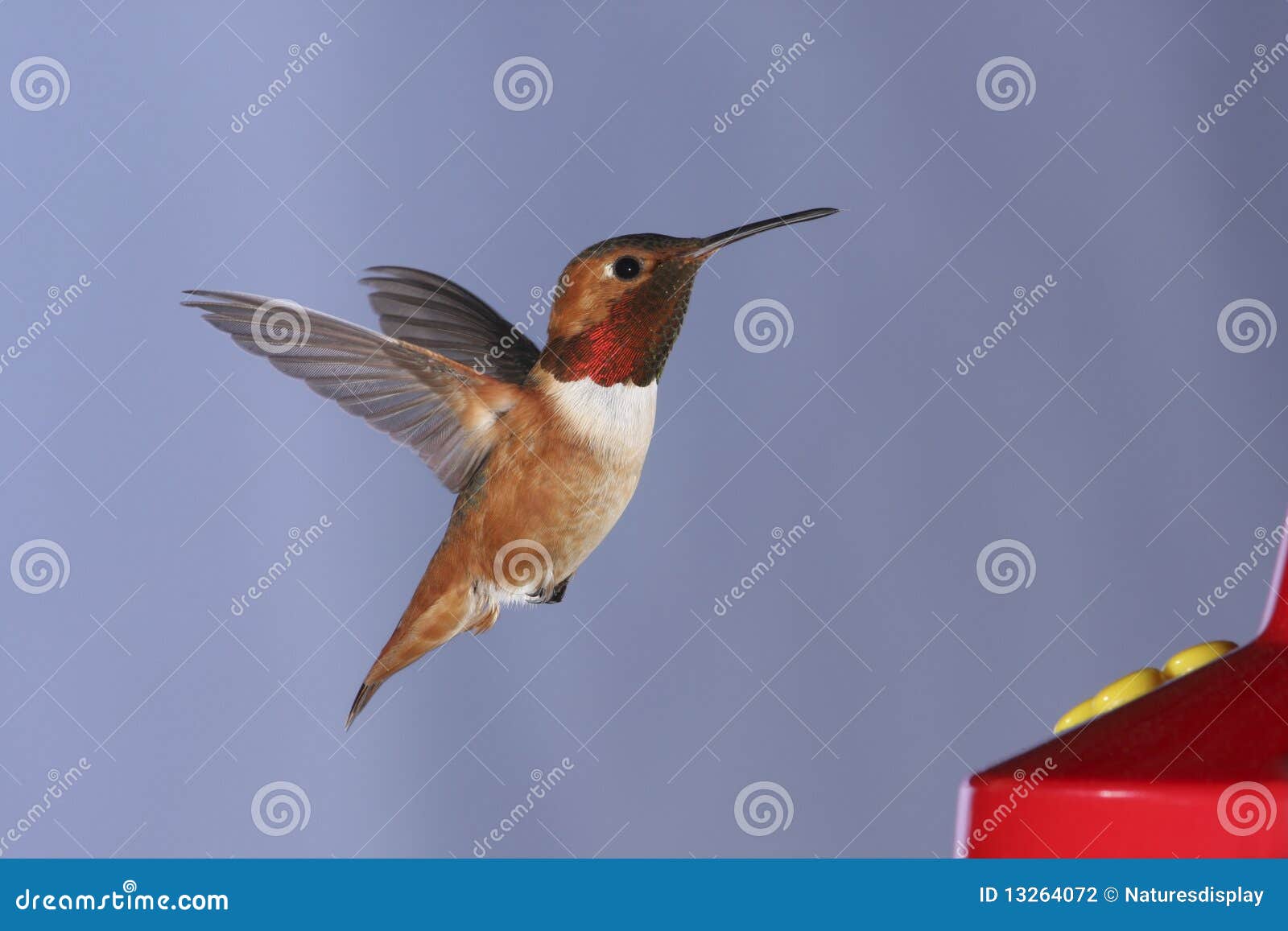 Allen s Hummingbird stock photo. Image of flight, bird - 13264072