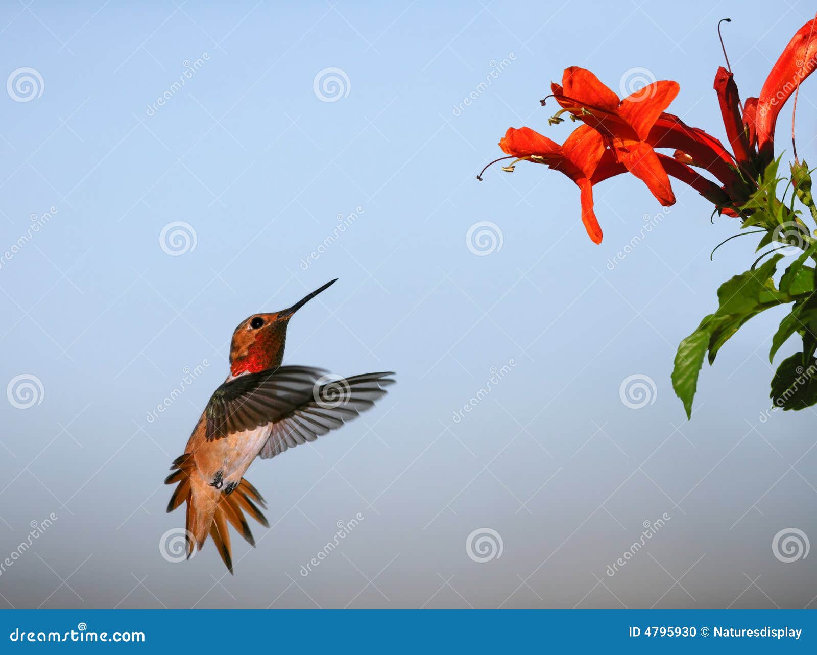 Allen s Hummingbird stock photo. Image of bird, bill, allen - 4795930