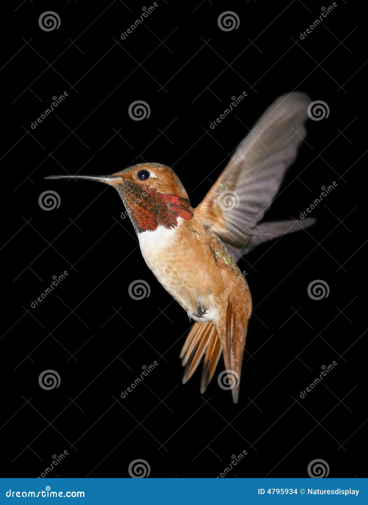 Allen s Hummingbird stock photo. Image of territorial - 4795934