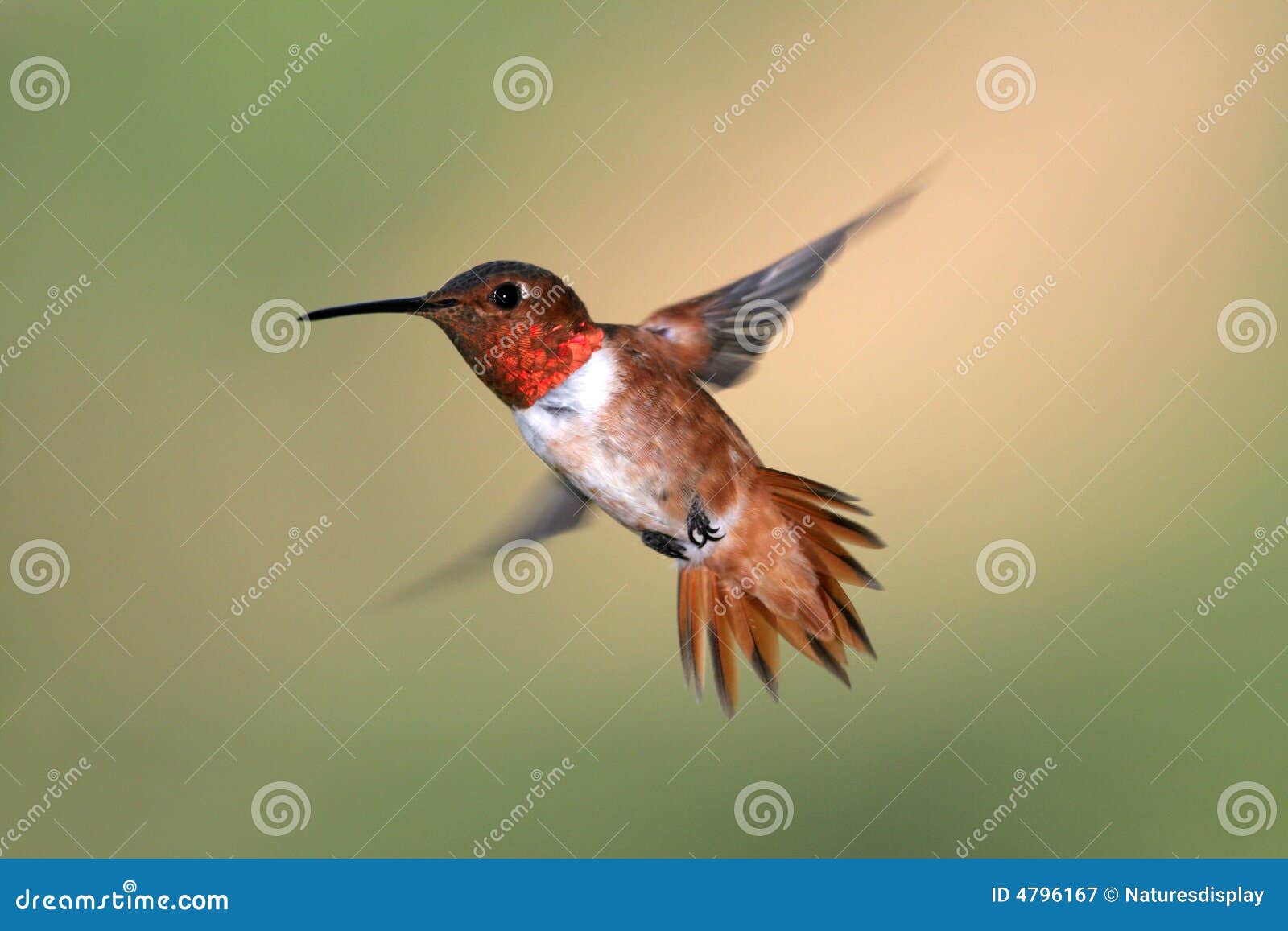 Allen s Hummingbird stock image. Image of spread, bill - 4796167