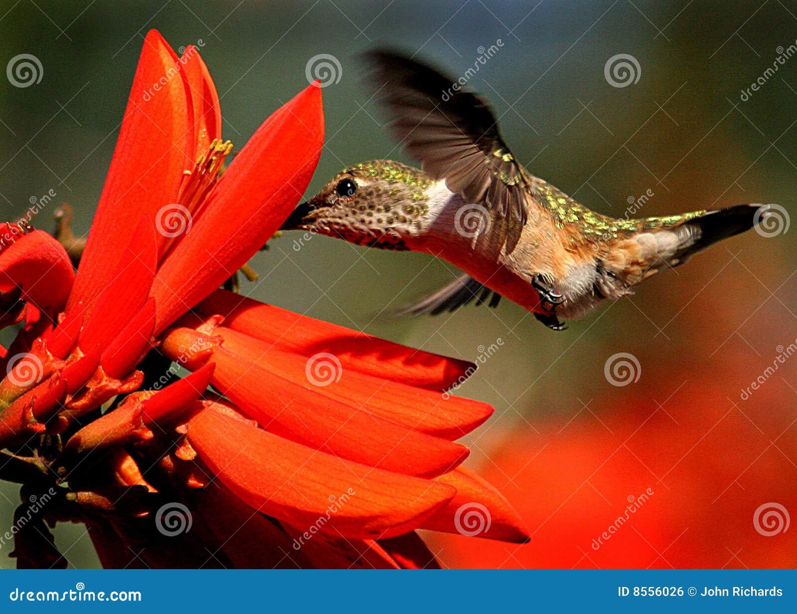 Allen s Hummingbird stock photo. Image of nectaring, flower - 8556026