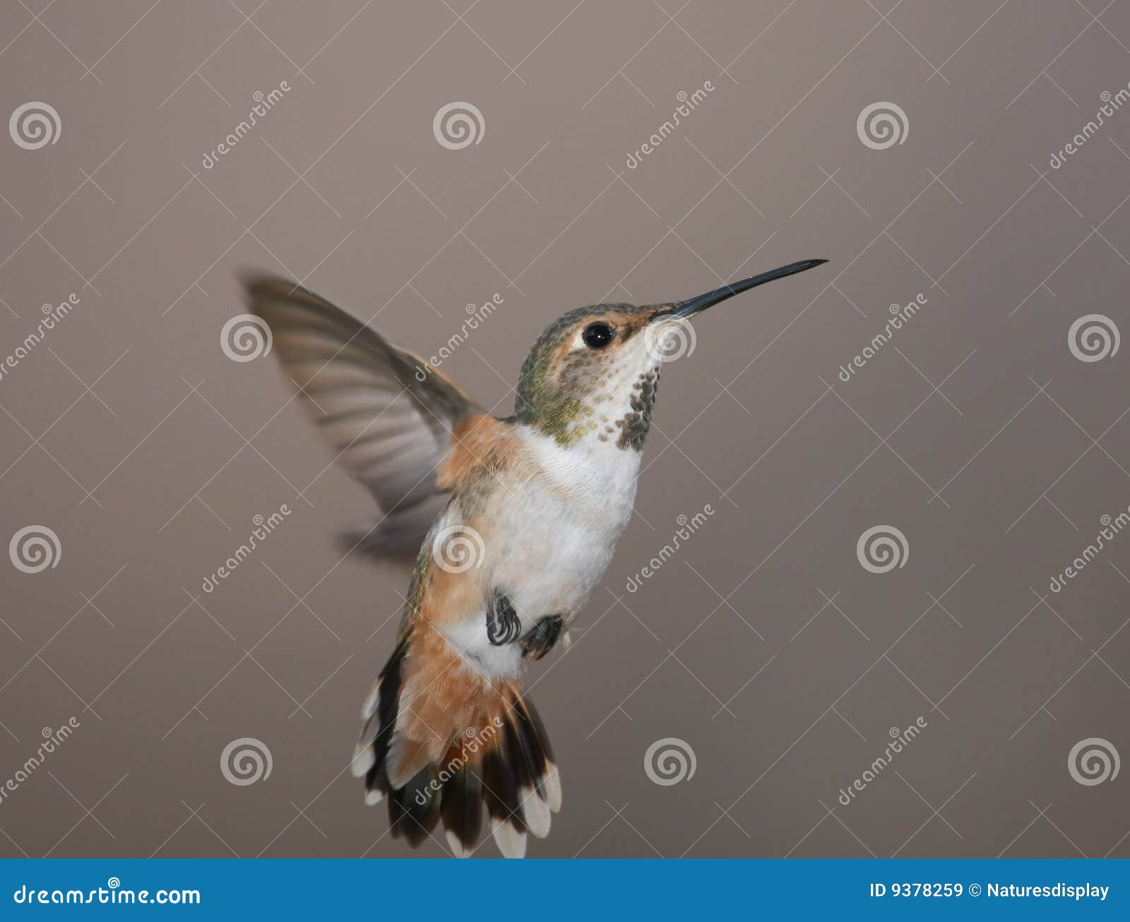 Allen s Hummingbird stock image. Image of feathers, flying - 9378259