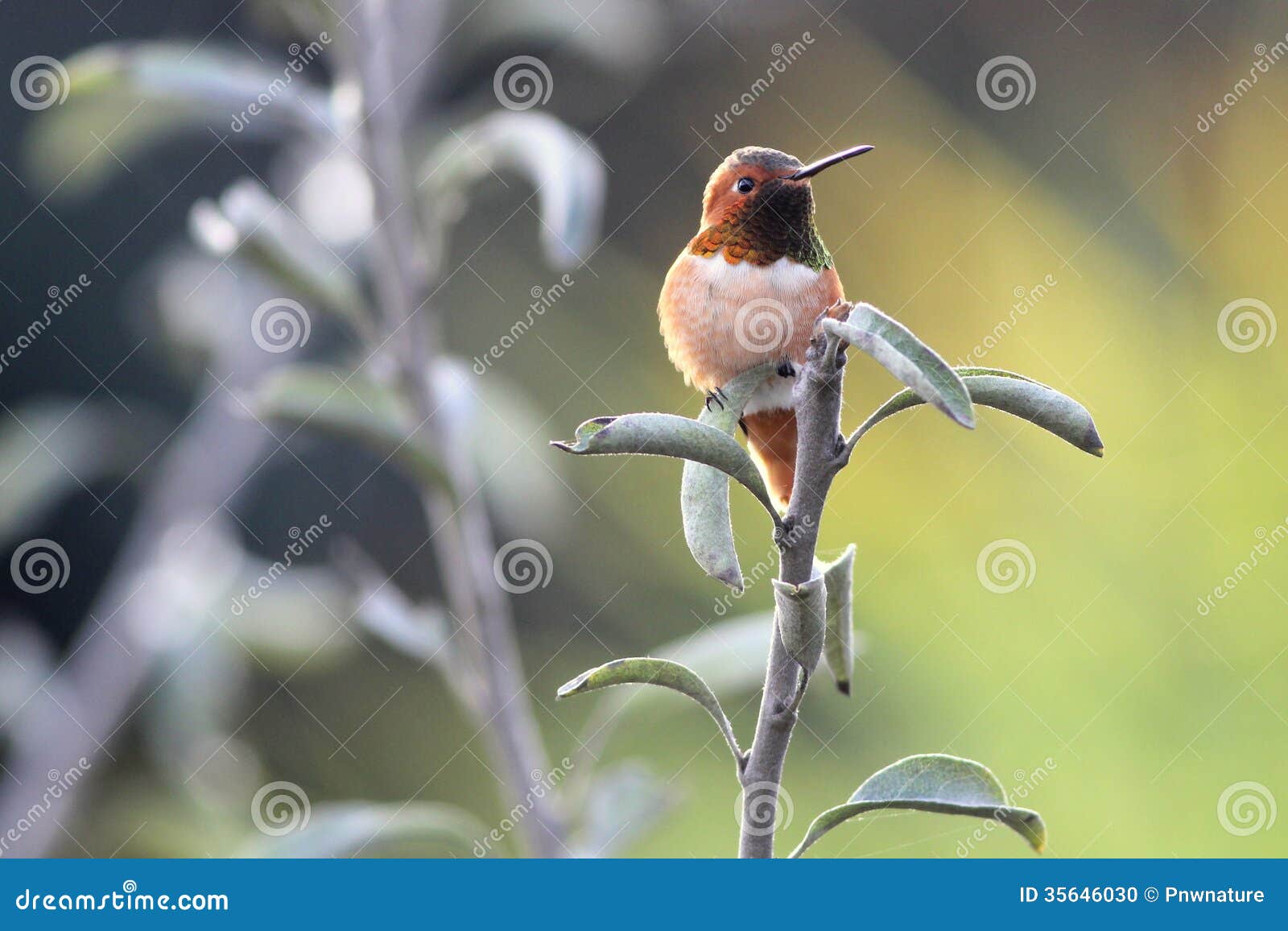 Allen S Hummingbird Perched Stock Photo - Image of allens, sasin: 35646030