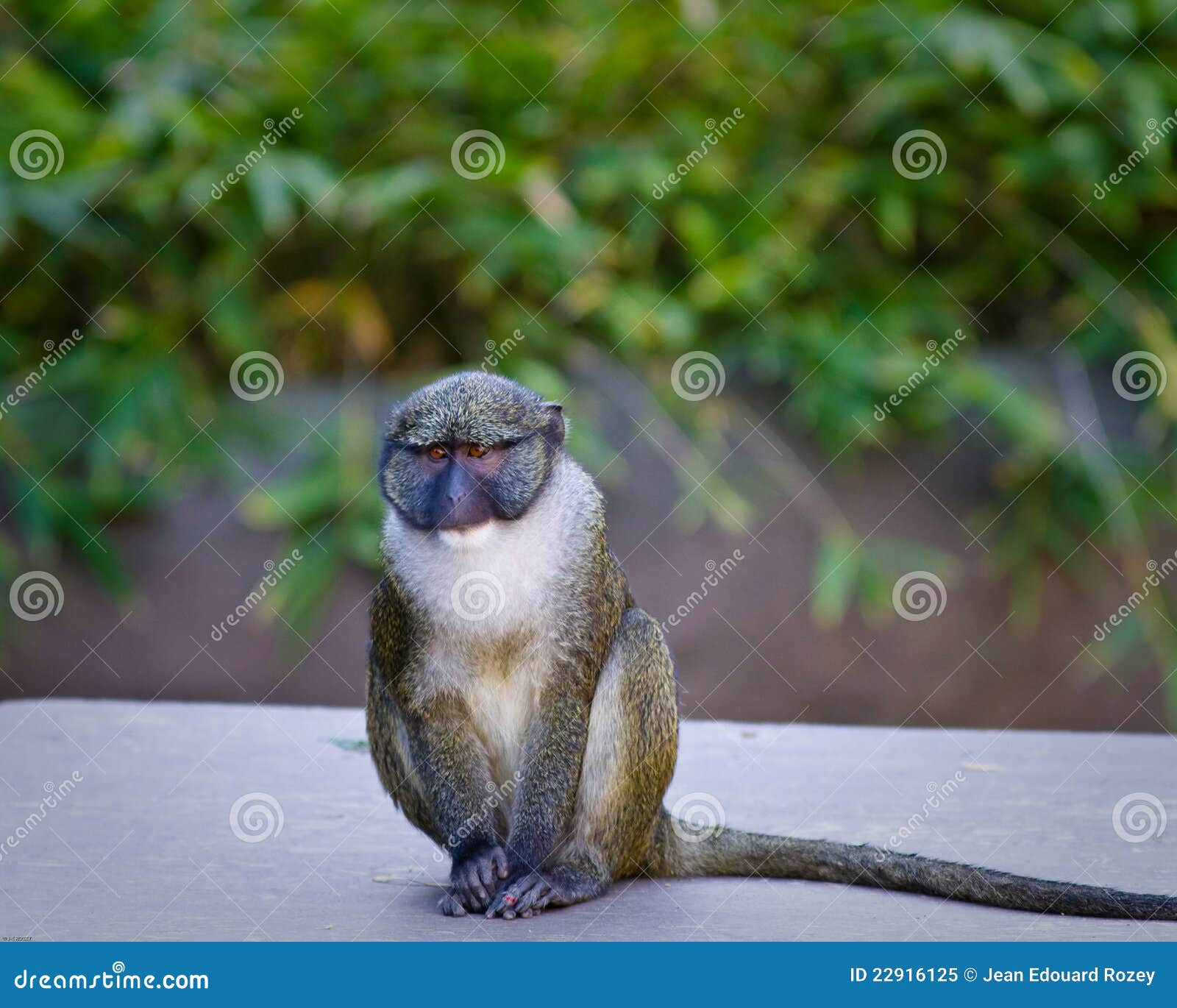 Allen s Swamp Monkey stock image. Image of wildlife, wild - 22916125