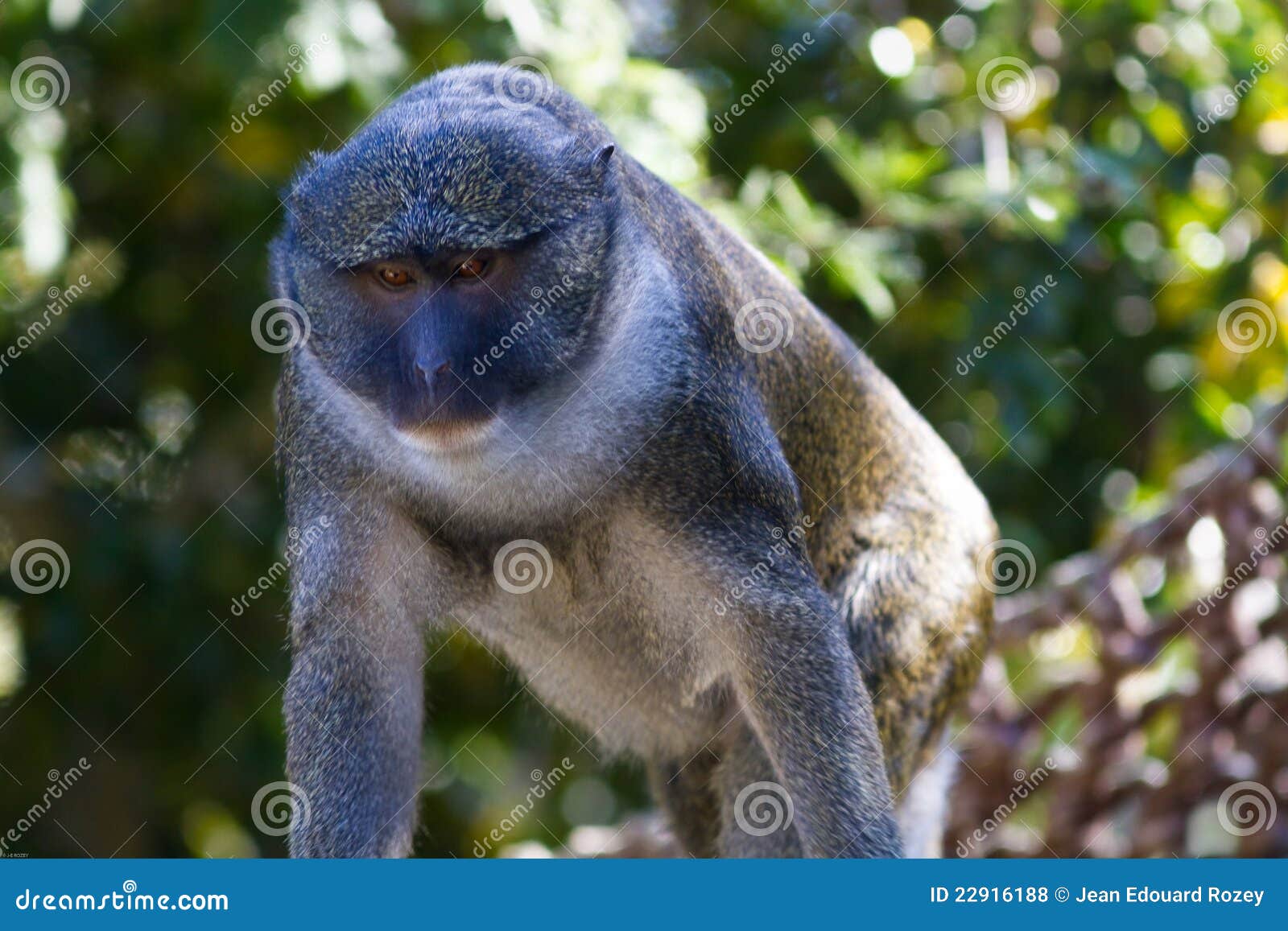 Allen s Swamp Monkey stock photo. Image of swamp, monkey - 22916188