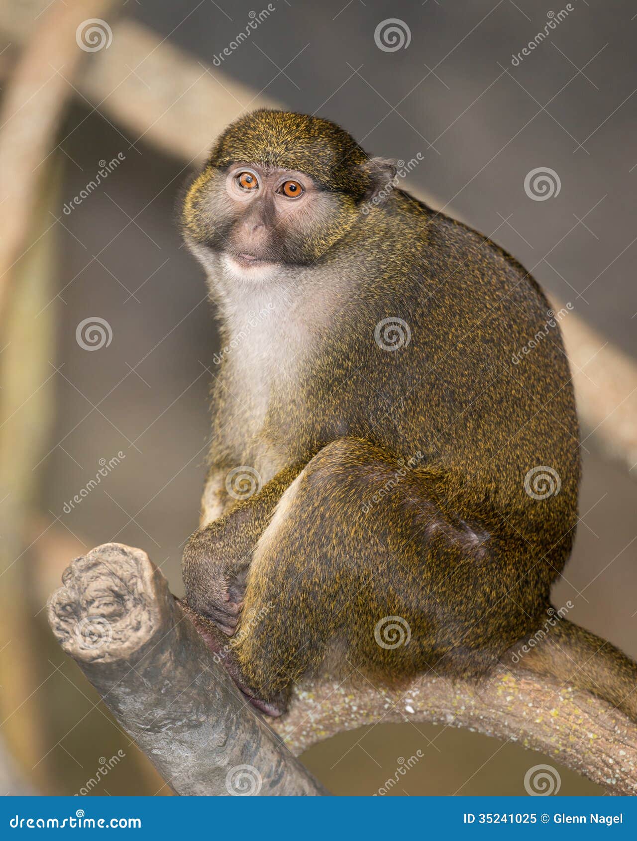 Allen s swamp monkey stock image. Image of wild, wildlife - 35241025