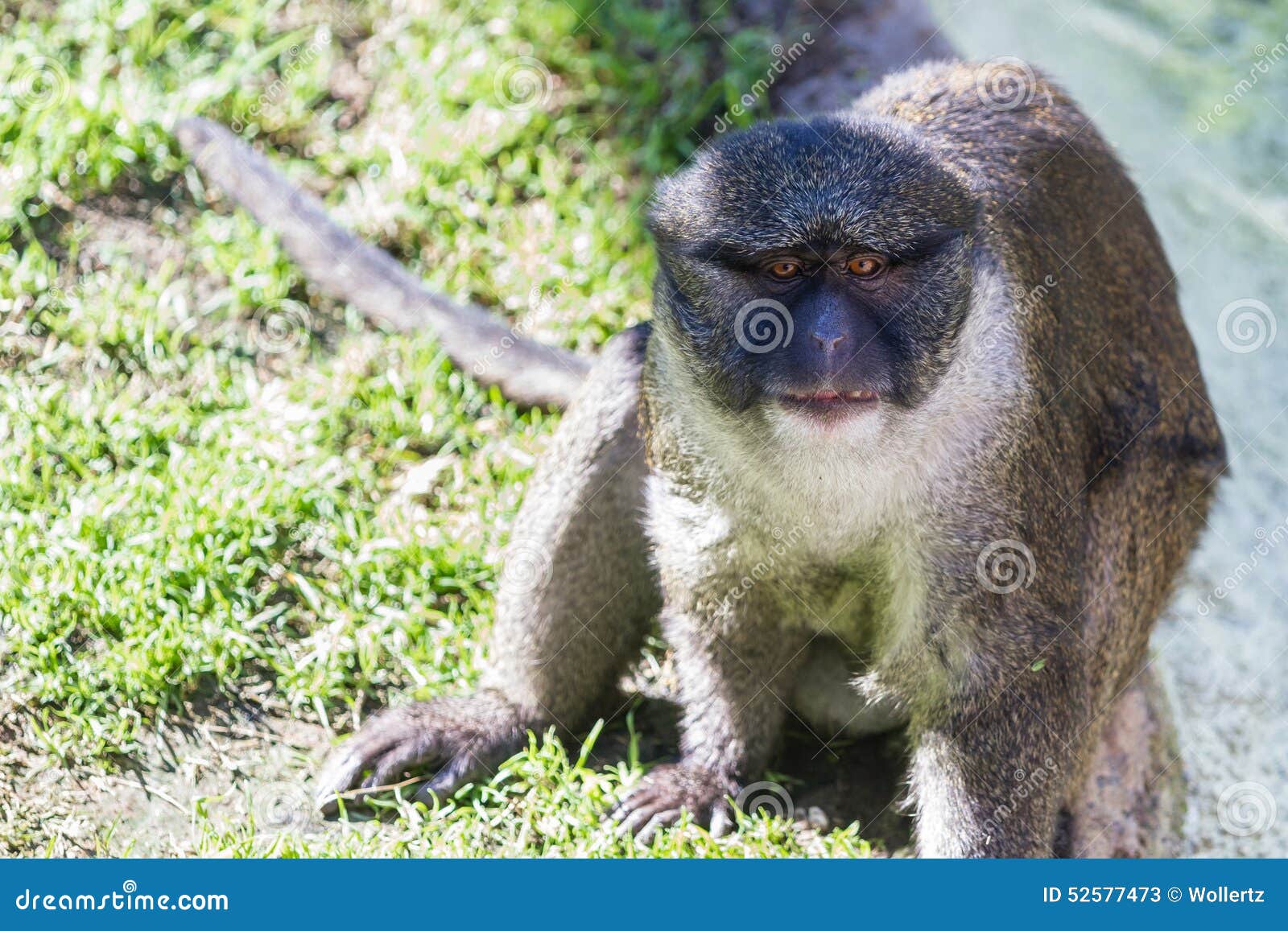 Allen s swamp monkey stock image. Image of africa, wildlife - 52577473