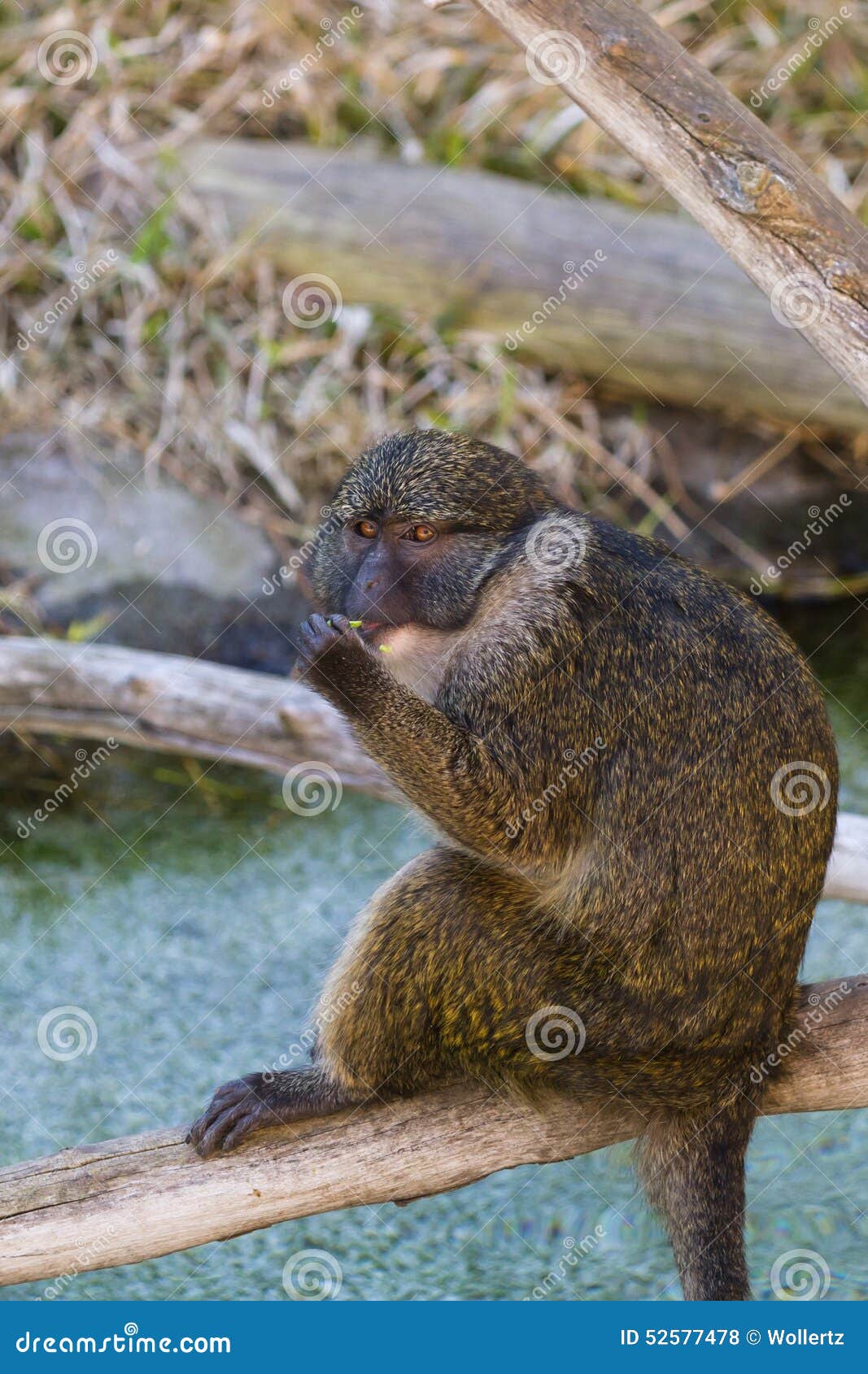 Allen s swamp monkey stock photo. Image of pets, wild - 52577478