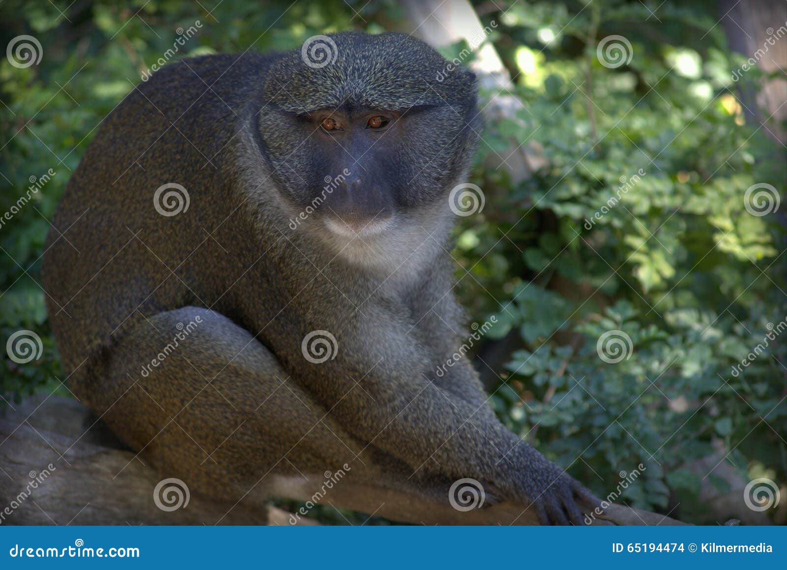 Allen S Swamp Monkey Up Close in a Forest Stock Photo - Image of ...