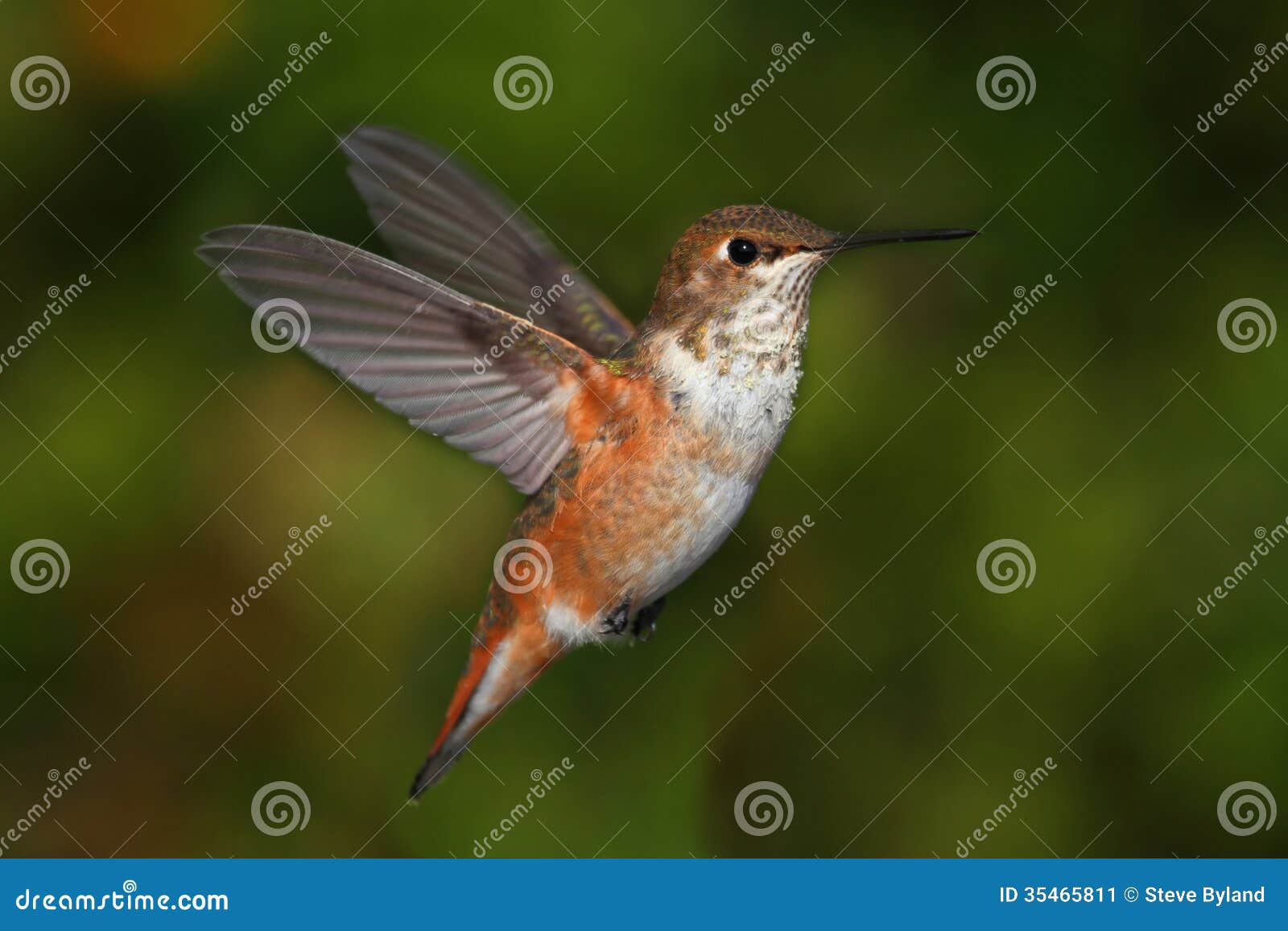 Allens Hummingbird (Selasphorus Sasin) Stock Image - Image of fauna ...