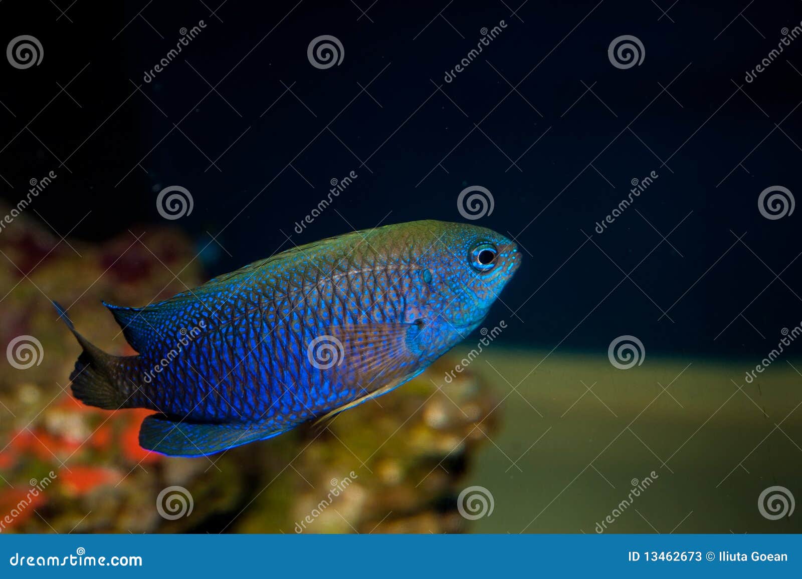 Allens or Neon Damselfish stock image. Image of exotic - 13462673