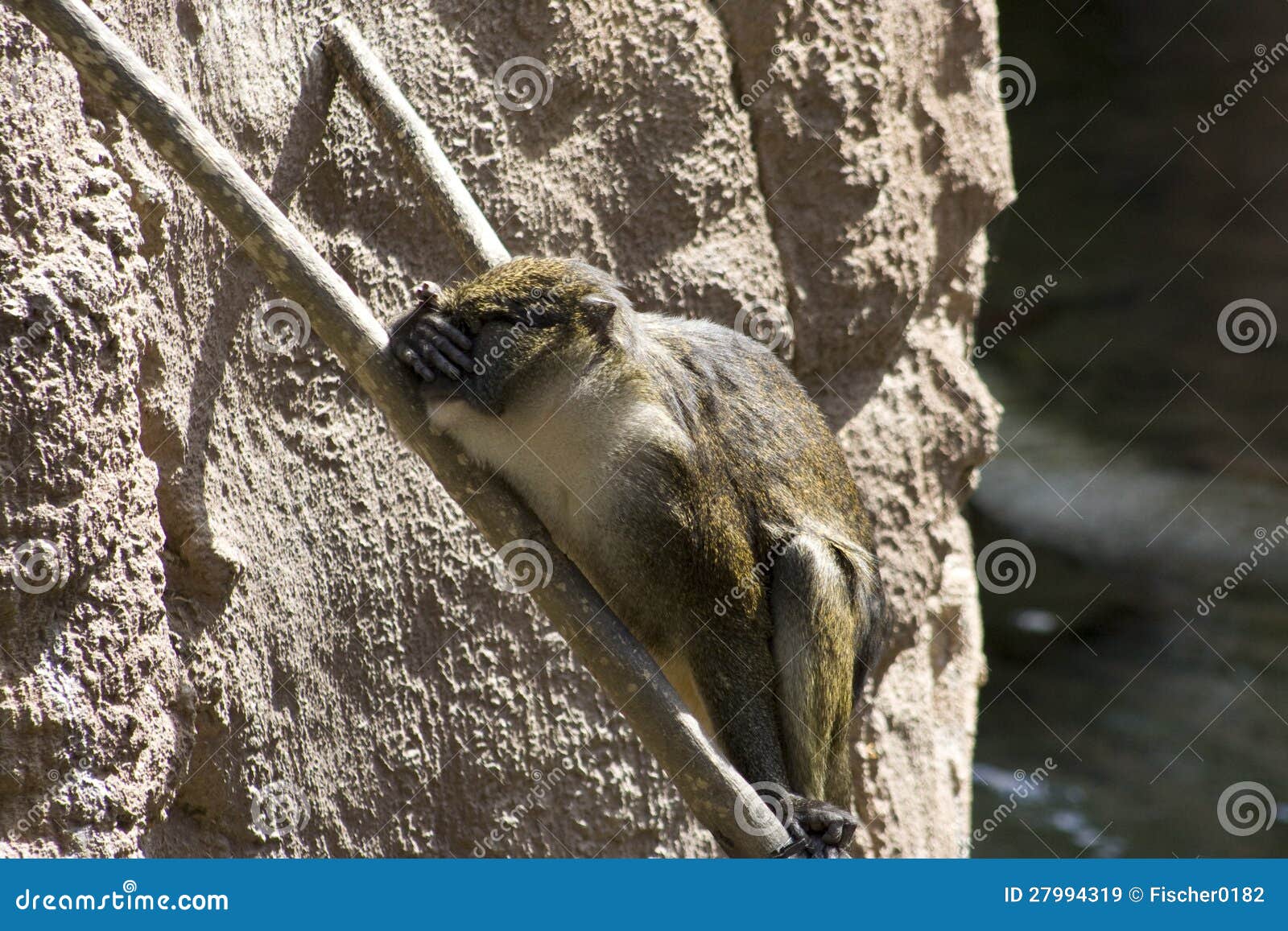 Allens Swamp Monkey (Allenopithecus Nigroviridis) Stock Image - Image ...