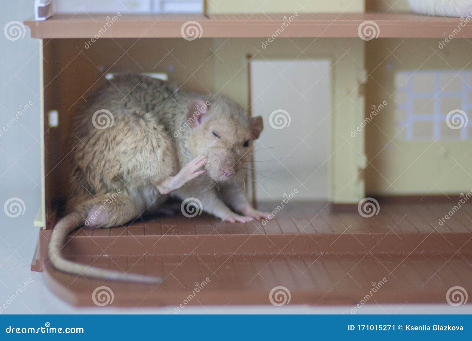 Allergy in Animals. Rat Paw Stock Image - Image of sanitary, cheese ...