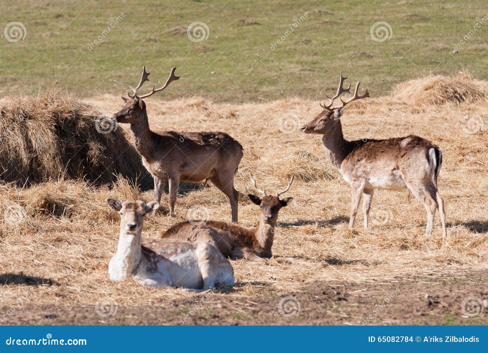 Allevamento dei cervi fotografia stock. Immagine di famiglia - 65082784