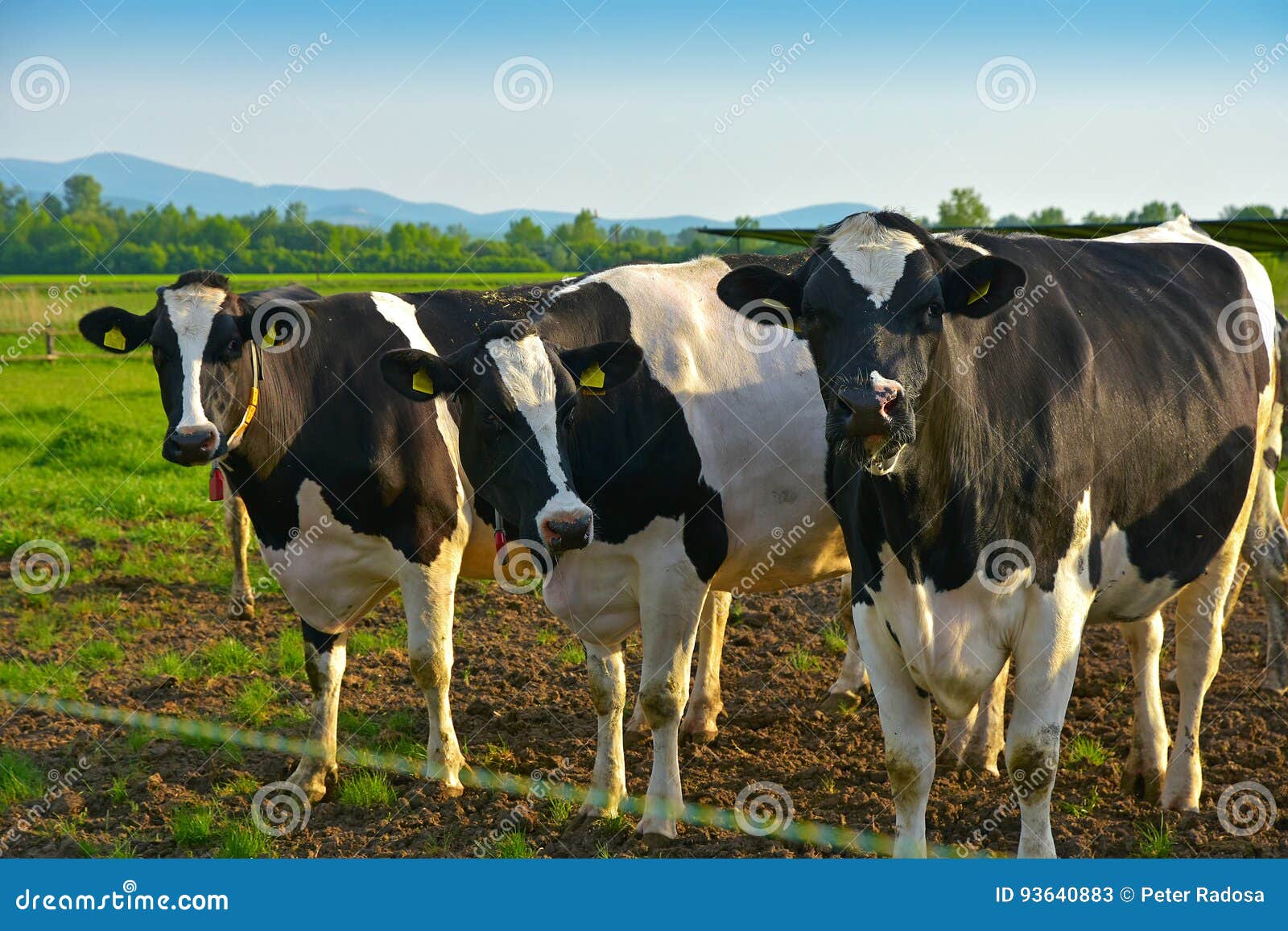 Allevamento del bestiame immagine stock. Immagine di nazionale - 93640883