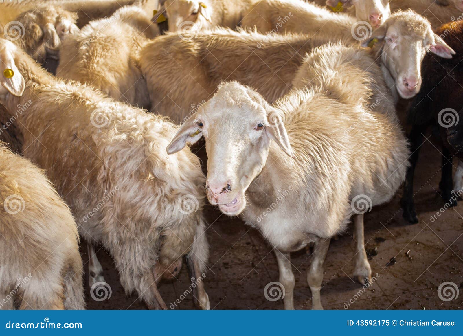Allevamento di pecore immagine stock. Immagine di nero - 43592175