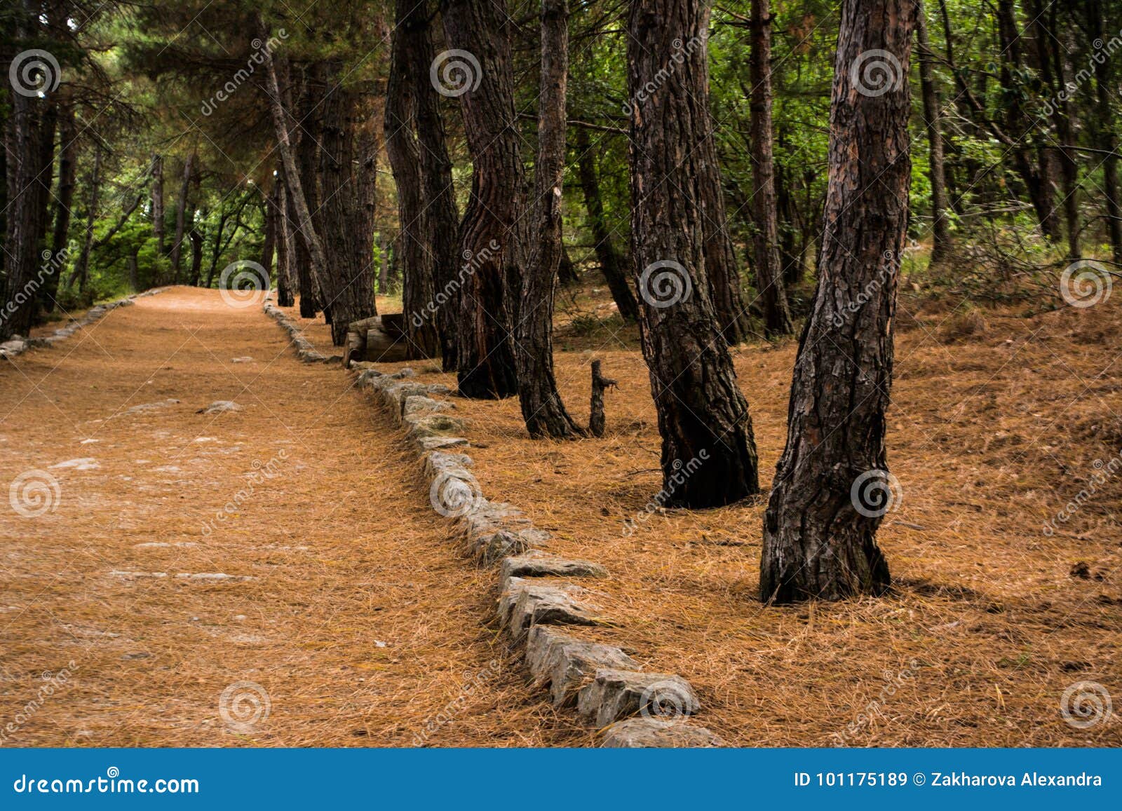Alley stock image. Image of grass, pine, forest, alley - 101175189