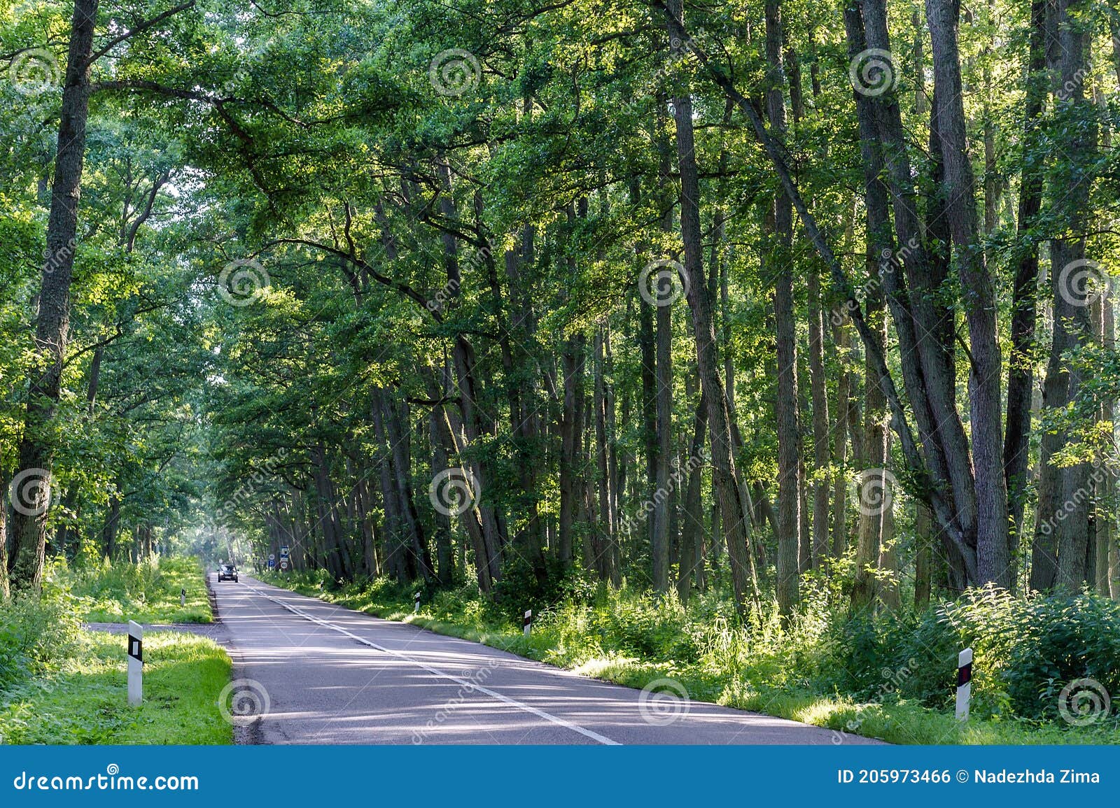 Alley Along the Road, Trees Along the Highway Stock Photo - Image of ...