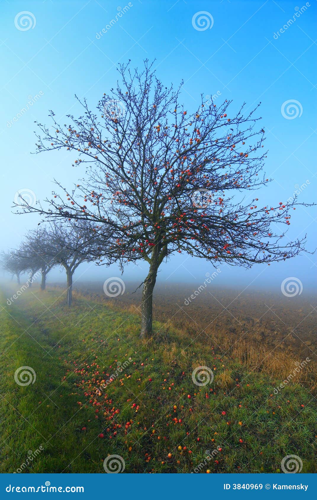 Alley of apple tree stock image. Image of ground, alley - 3840969