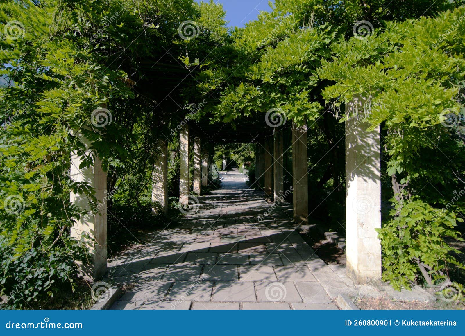 An Alley with an Arch of Tree Branches Stock Image - Image of leaves ...