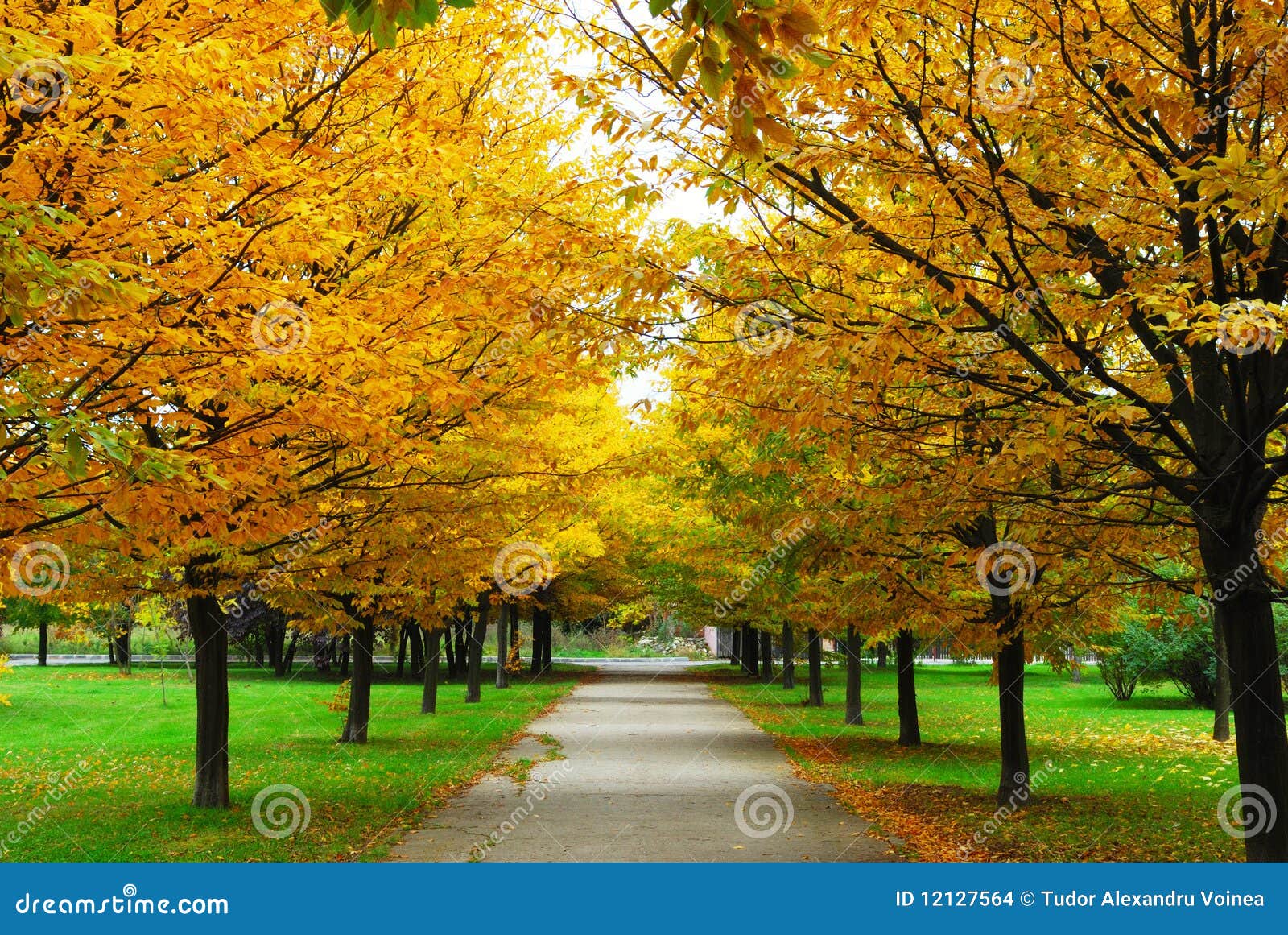 The Alley In The Autumn Park, Covered With Fallen Foliage, Is Splitting ...