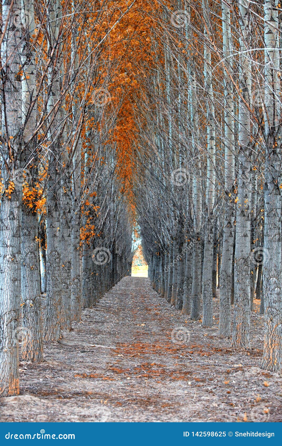 Alley through autumn trees stock image. Image of autumn - 142598625