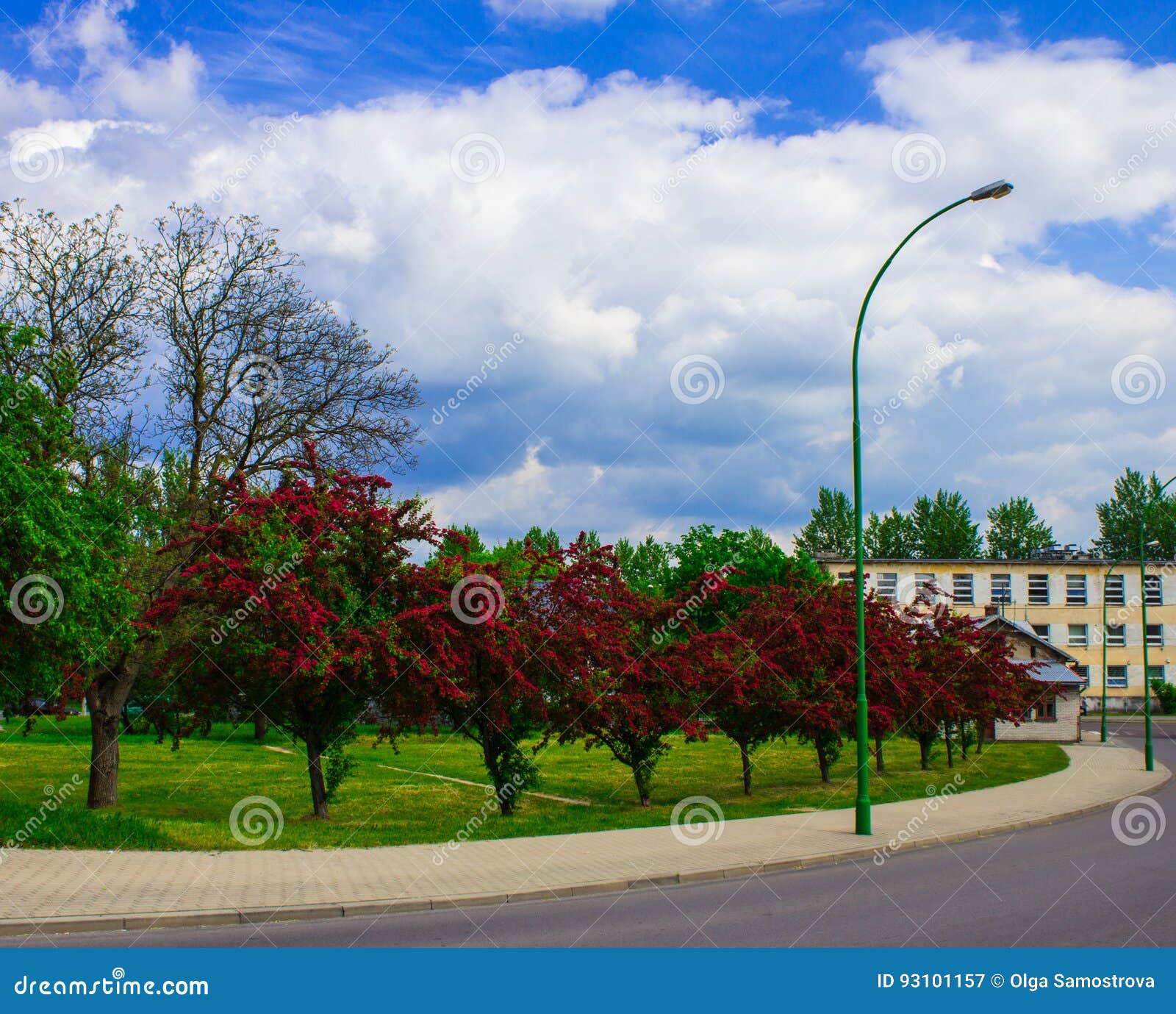 Alley with Beautiful Red Flowering Trees. Background. Stock Image ...