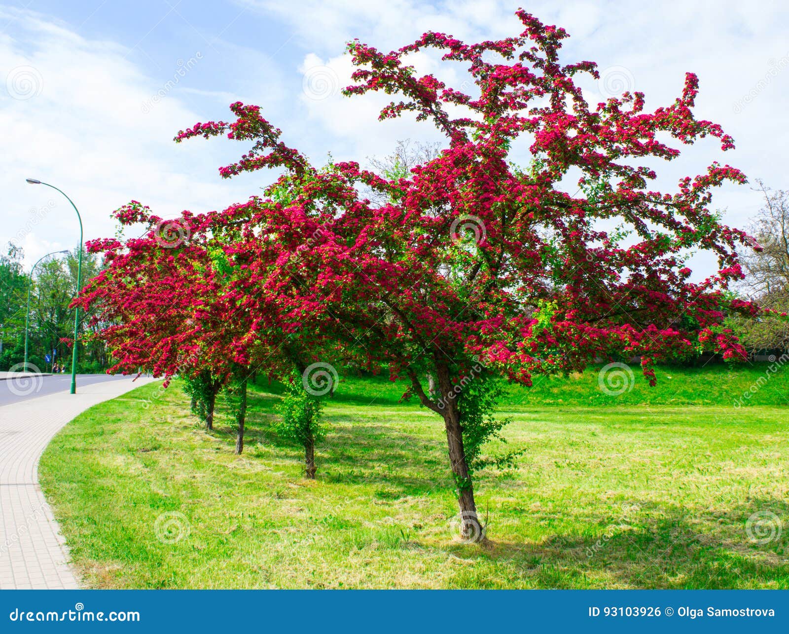Alley with Beautiful Red Flowering Trees. Background. Stock Photo ...
