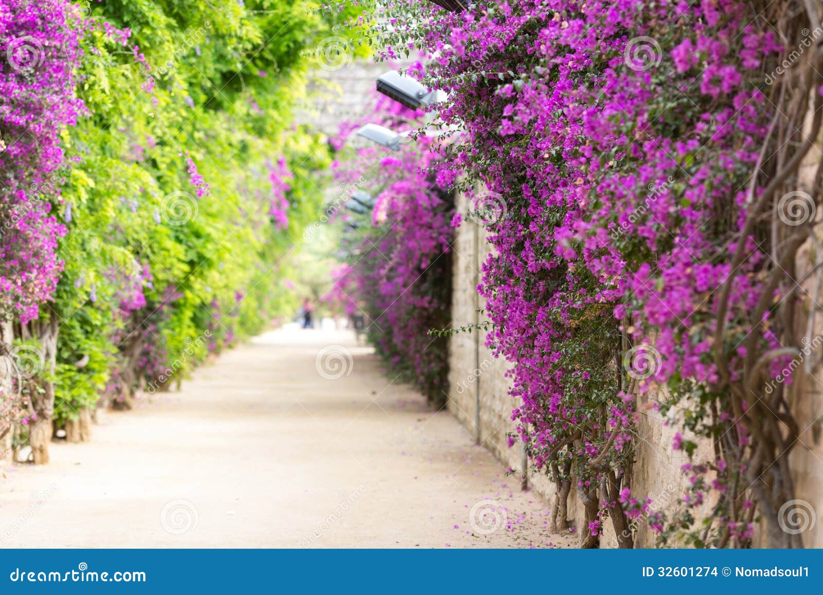 Alley with Blooming Flowers Stock Photo - Image of lush, nature: 32601274