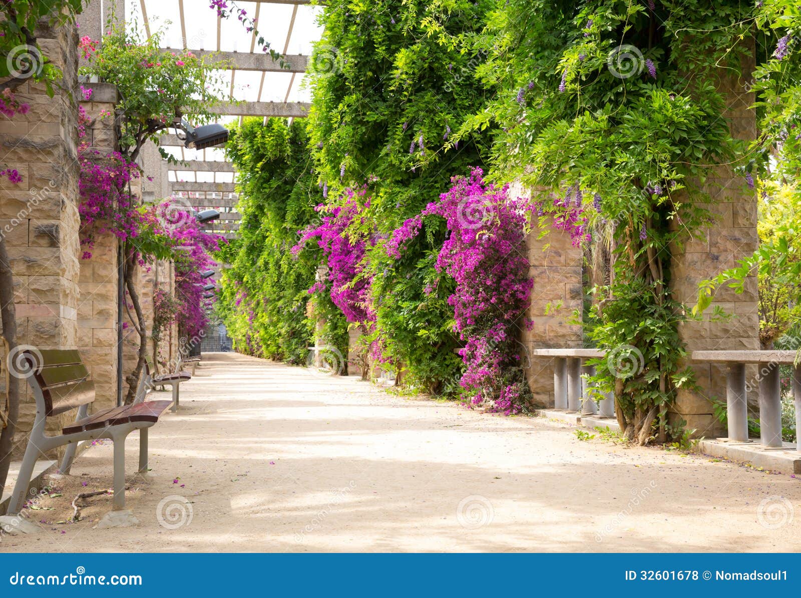 Alley with Blooming Flowers Stock Photo - Image of footpath, beauty ...