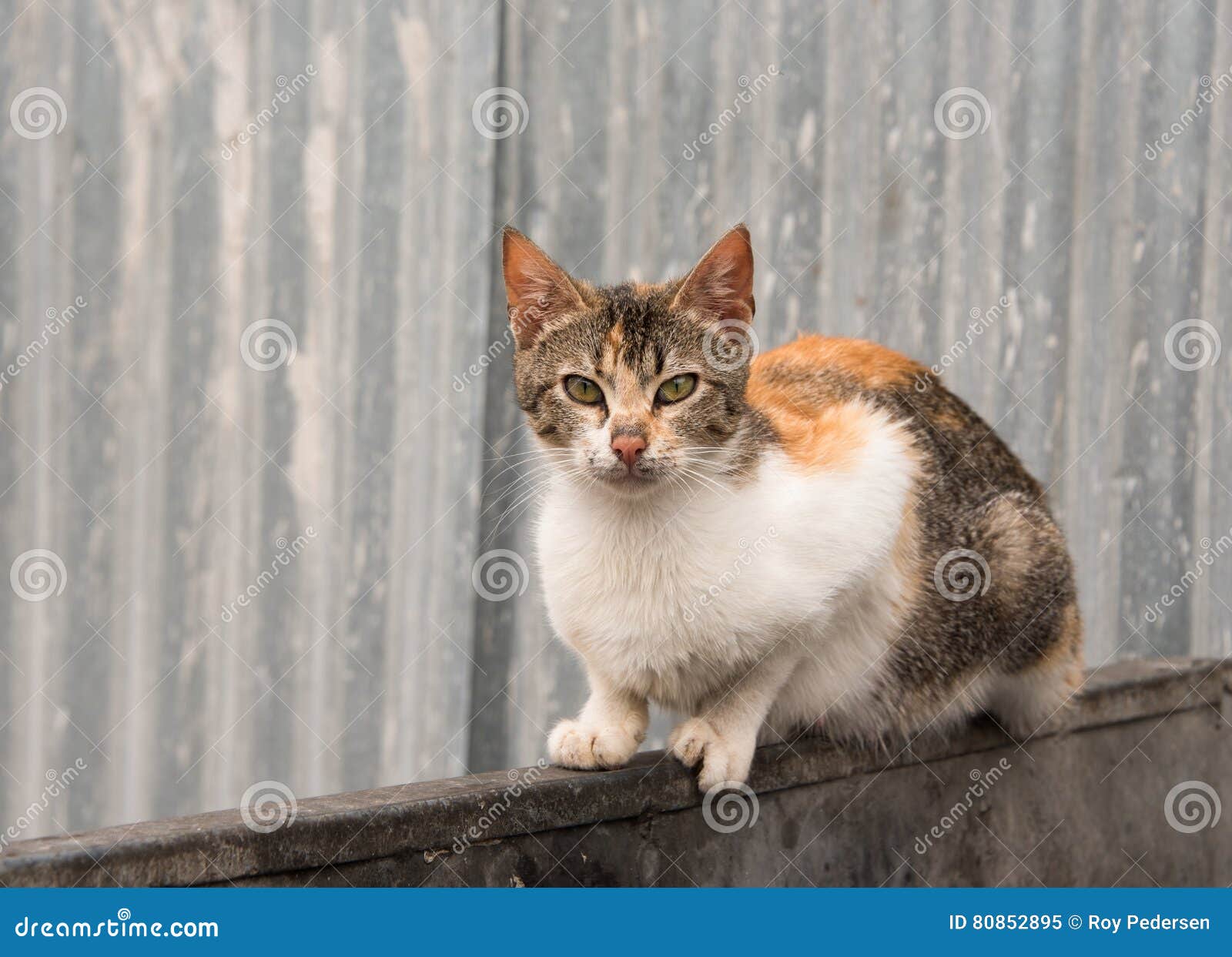 Alley Cat stock image. Image of scavenge, animal, wild - 80852895