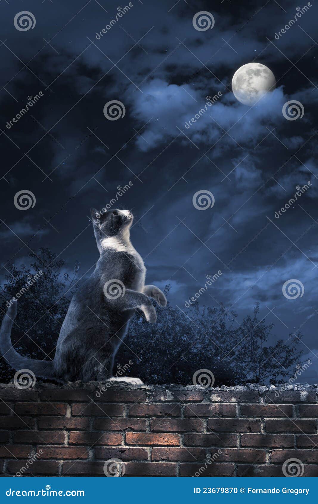Cat Howling Moon Photos - Free & Royalty-Free Stock Photos from Dreamstime