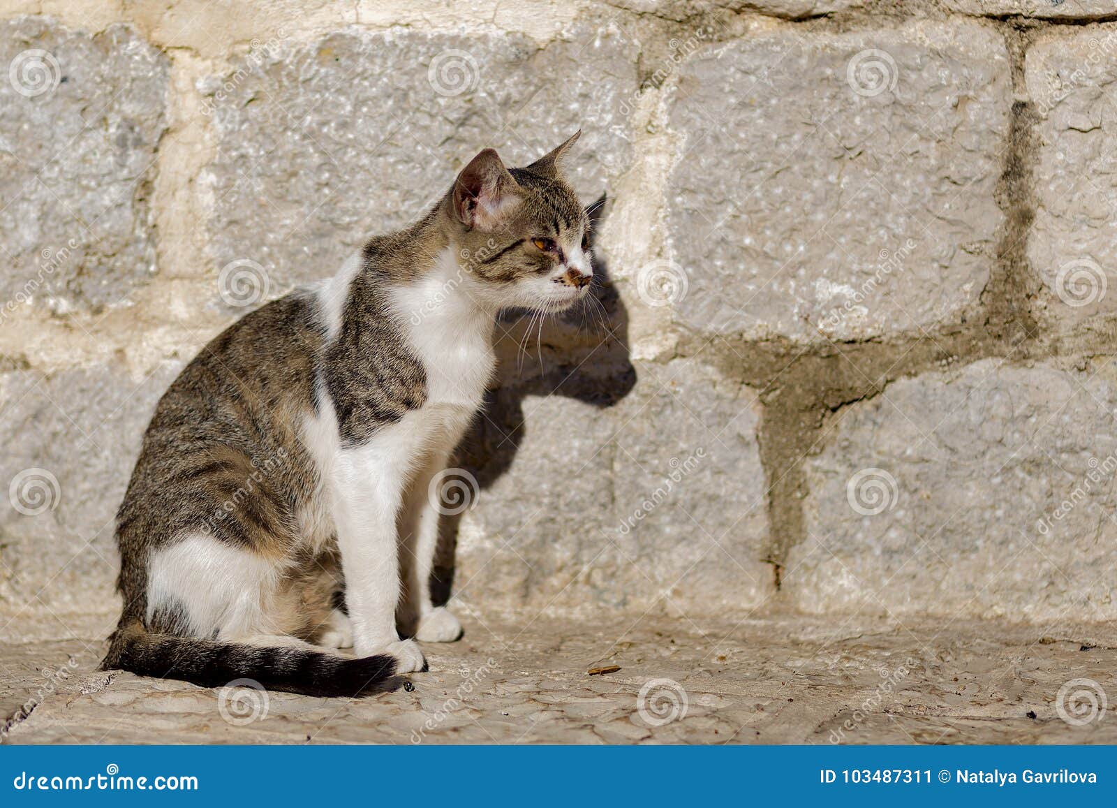 Alley cat stock image. Image of greek, looking, kitten - 103487311