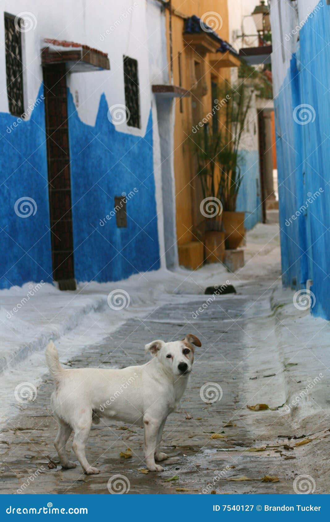 Alley dog stock image. Image of orphan, tourism, tour - 7540127