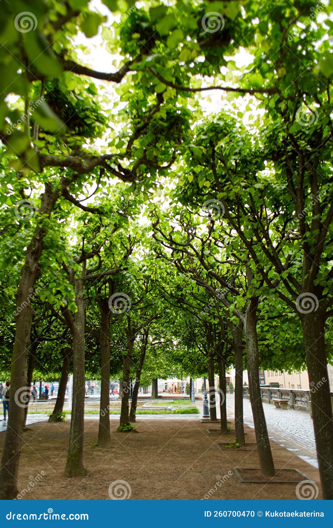 Rows Of Elm Trees And Knotted Willows In Between Meadows In The Flemish ...