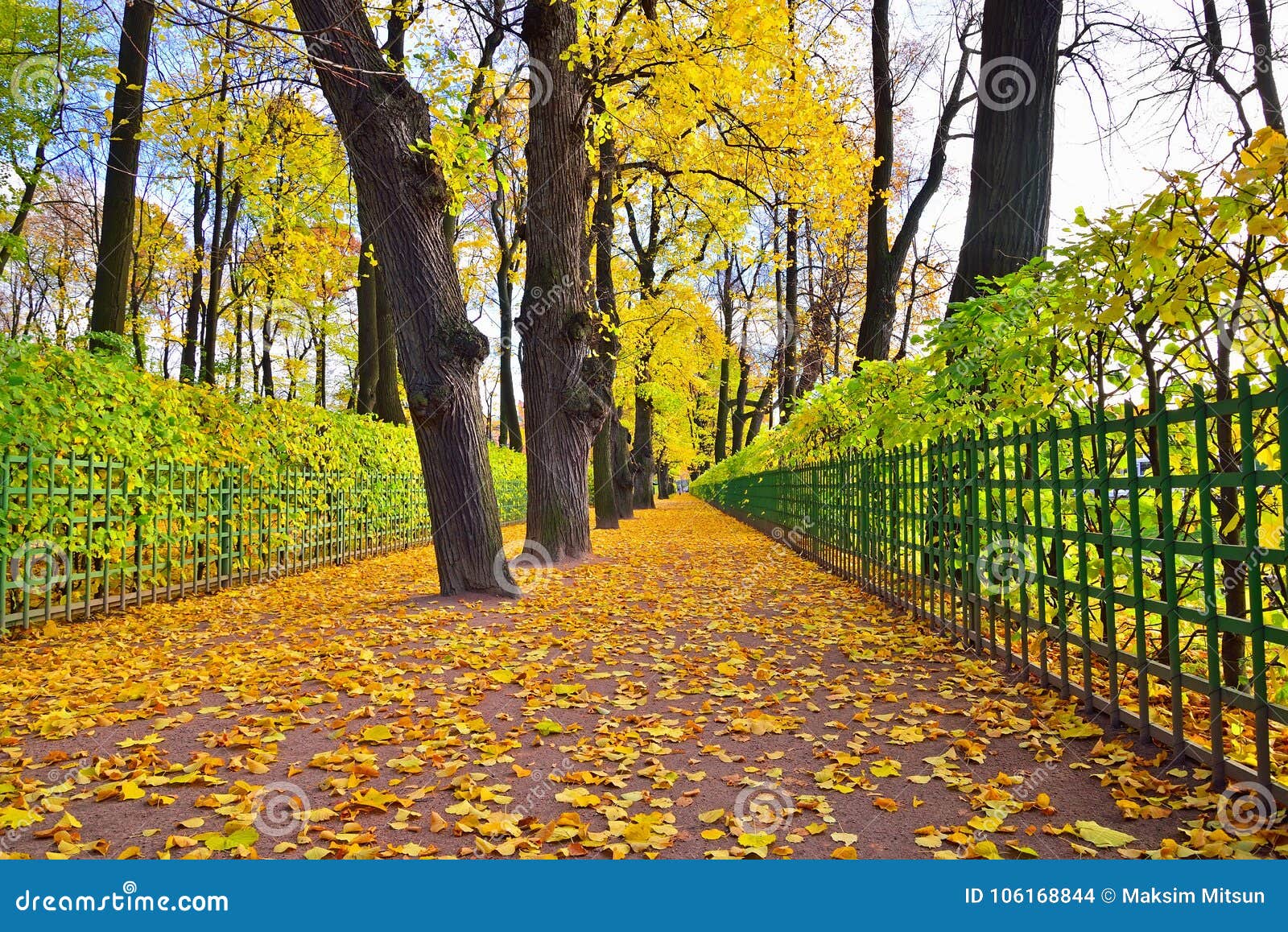 Alley with Fallen Yellow Maple Leaves on the Path in Summer Garden ... Alley with Fallen Yellow Maple Leaves on the Path in Summer Garden ...