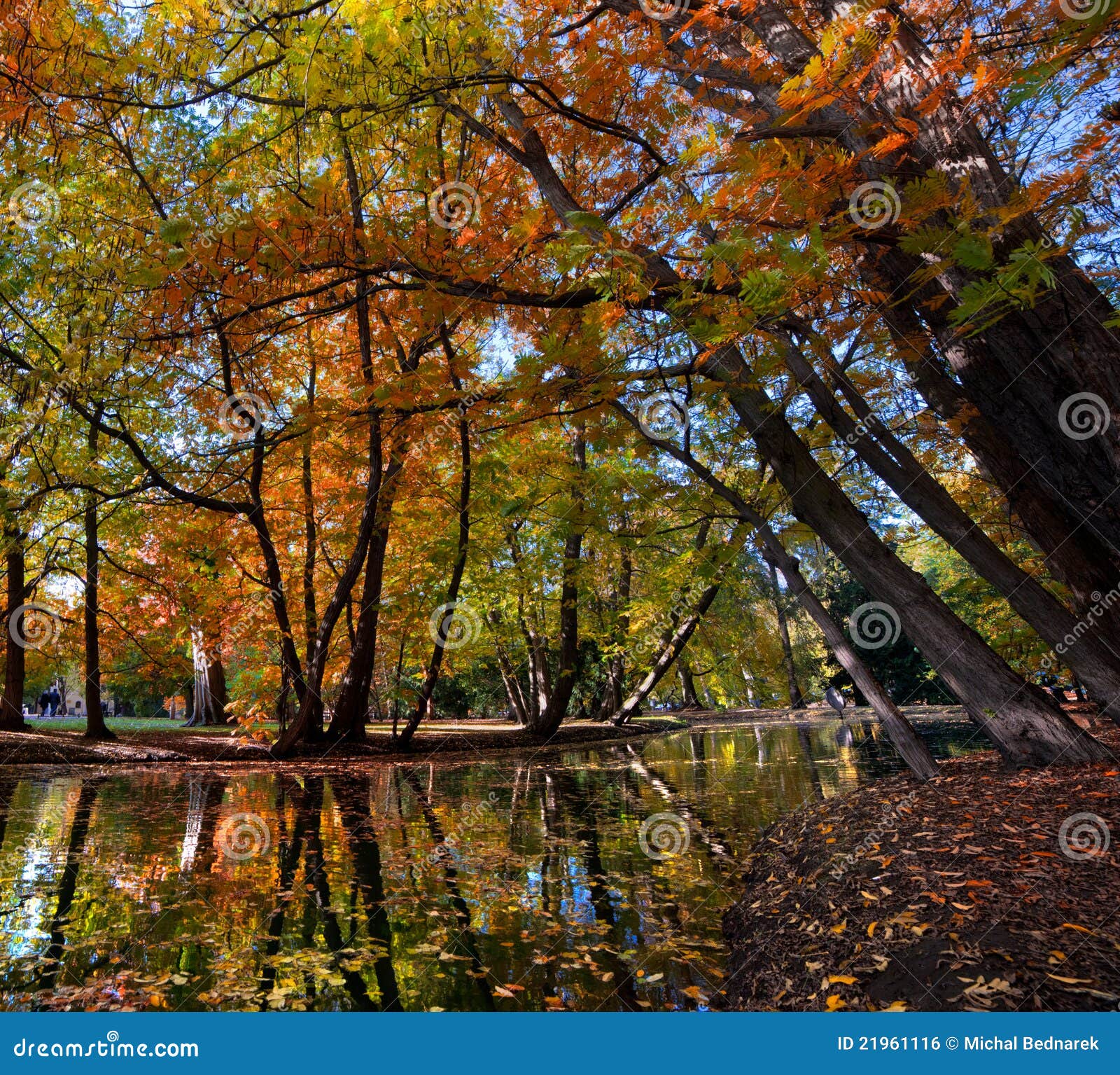 Alley with Falling Leaves in Fall Park Stock Photo - Image of forest ...