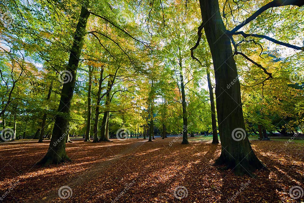 Alley with Falling Leaves in Fall Park Stock Image - Image of charming ...