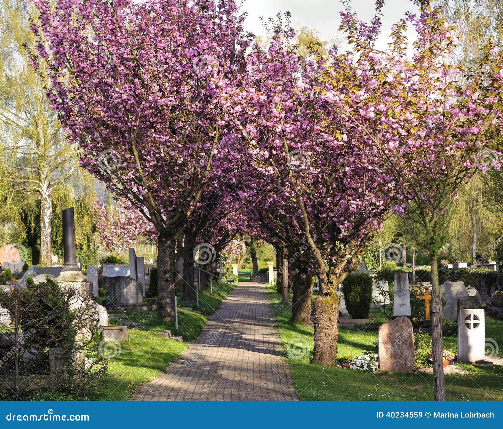 Alley with Flowering Cherry Trees Stock Image - Image of alley, funeral ...