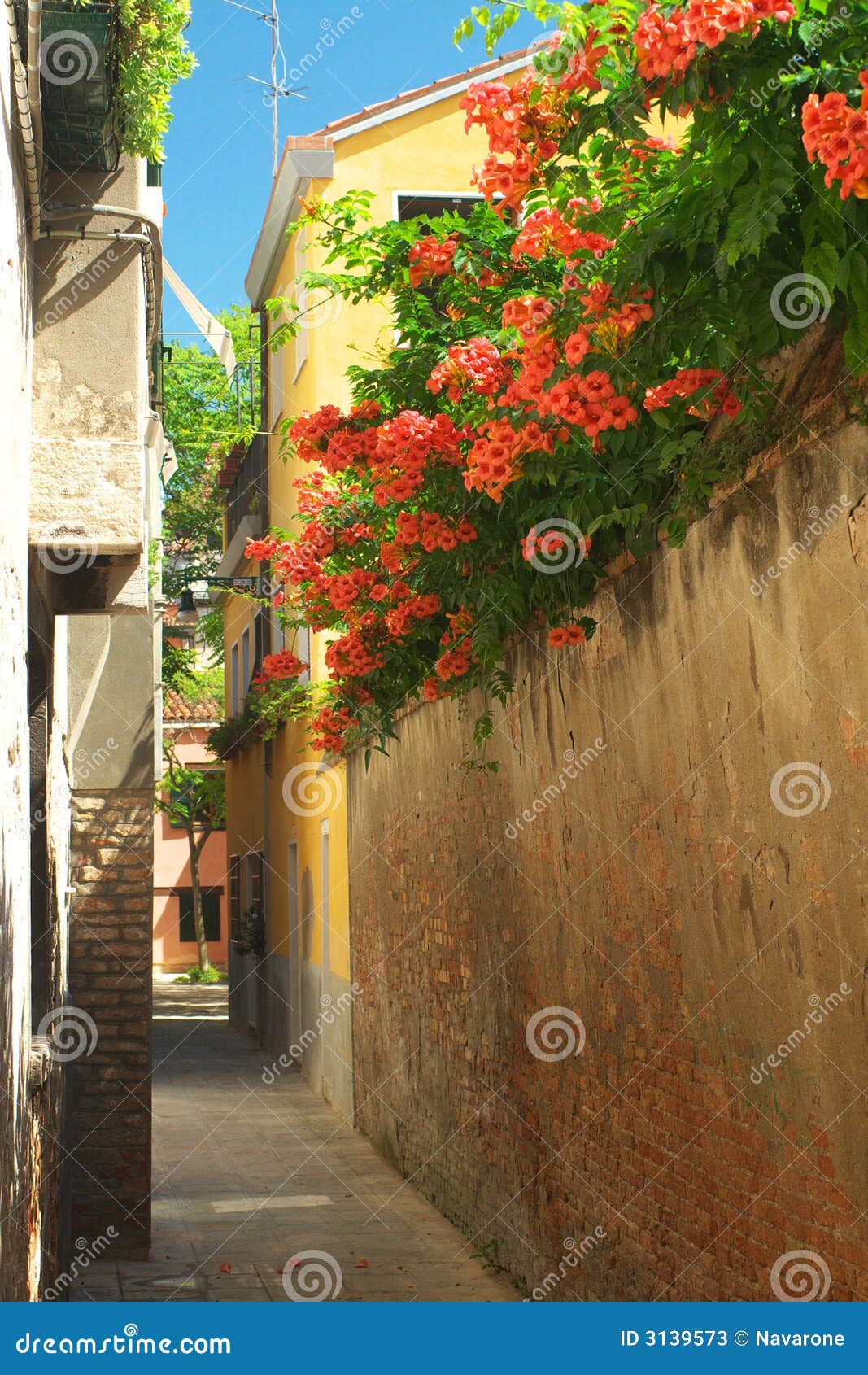 Alley with Flowers in Venice Stock Image - Image of residential ...