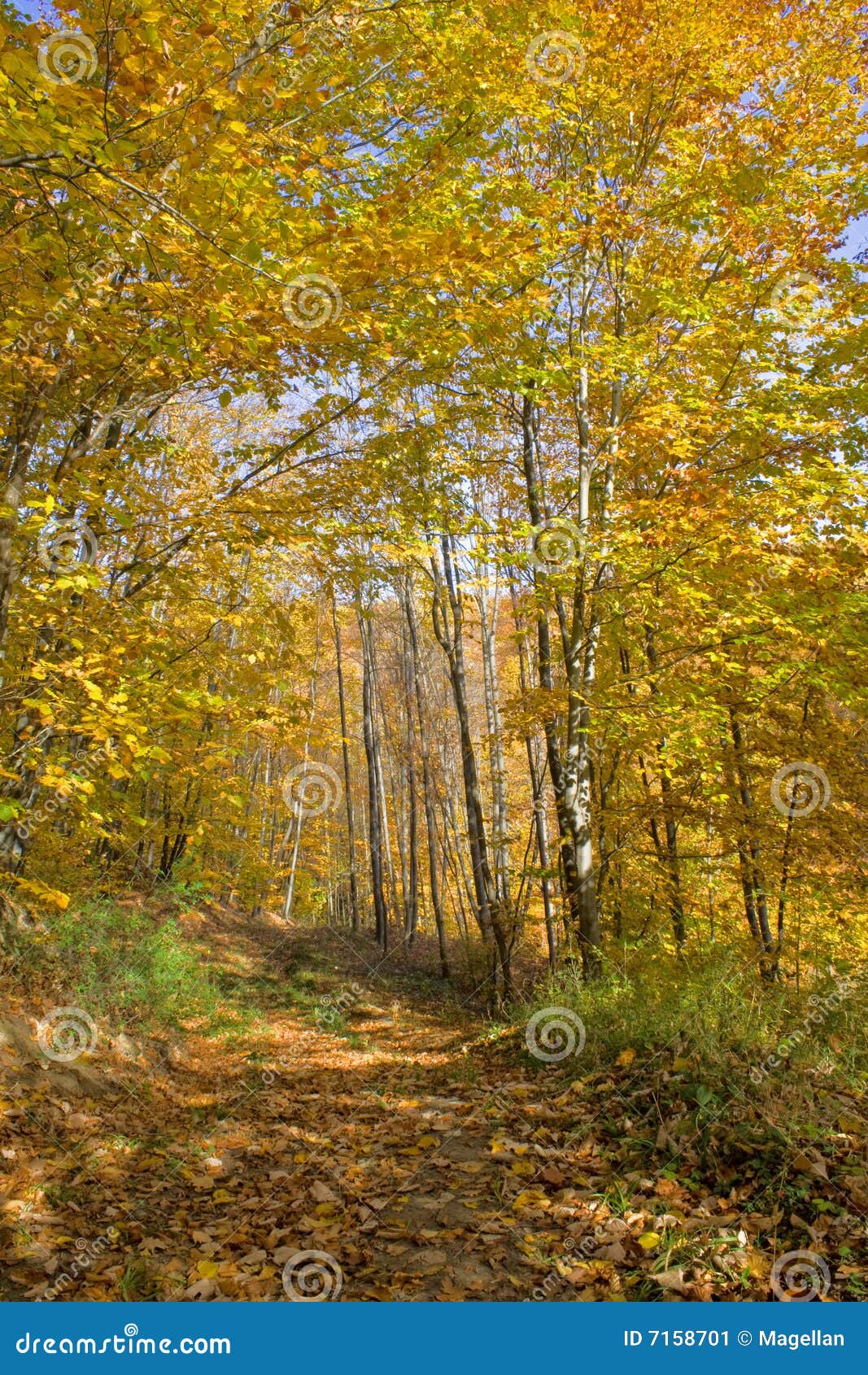 Alley in forest stock image. Image of peaceful, wood, morning - 7158701