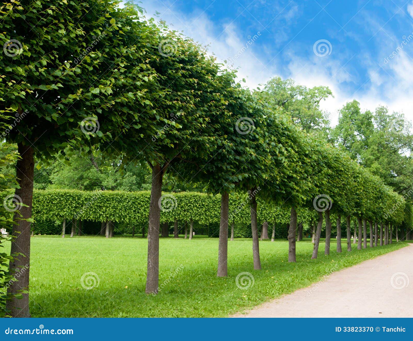 Alley of Green Trees Trimmed Square Shape Stock Photo - Image of plants ...