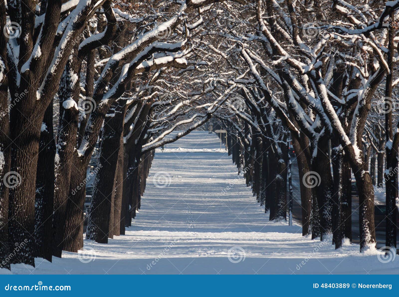 Alley with Lines of Trees in a Winter Scenery Stock Image - Image of ...